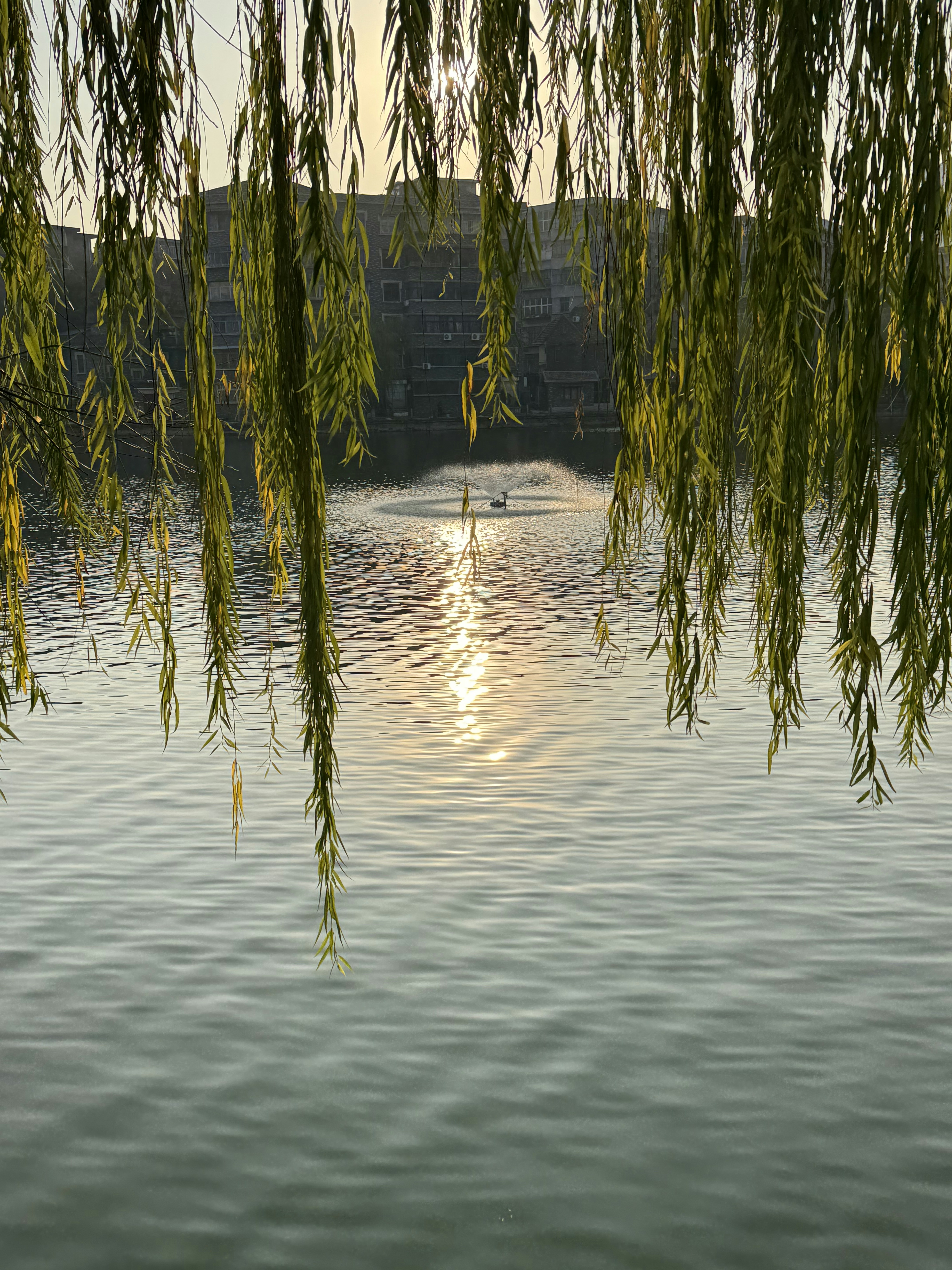 Weeping Willows over a Tranquil Riverside at Dusk