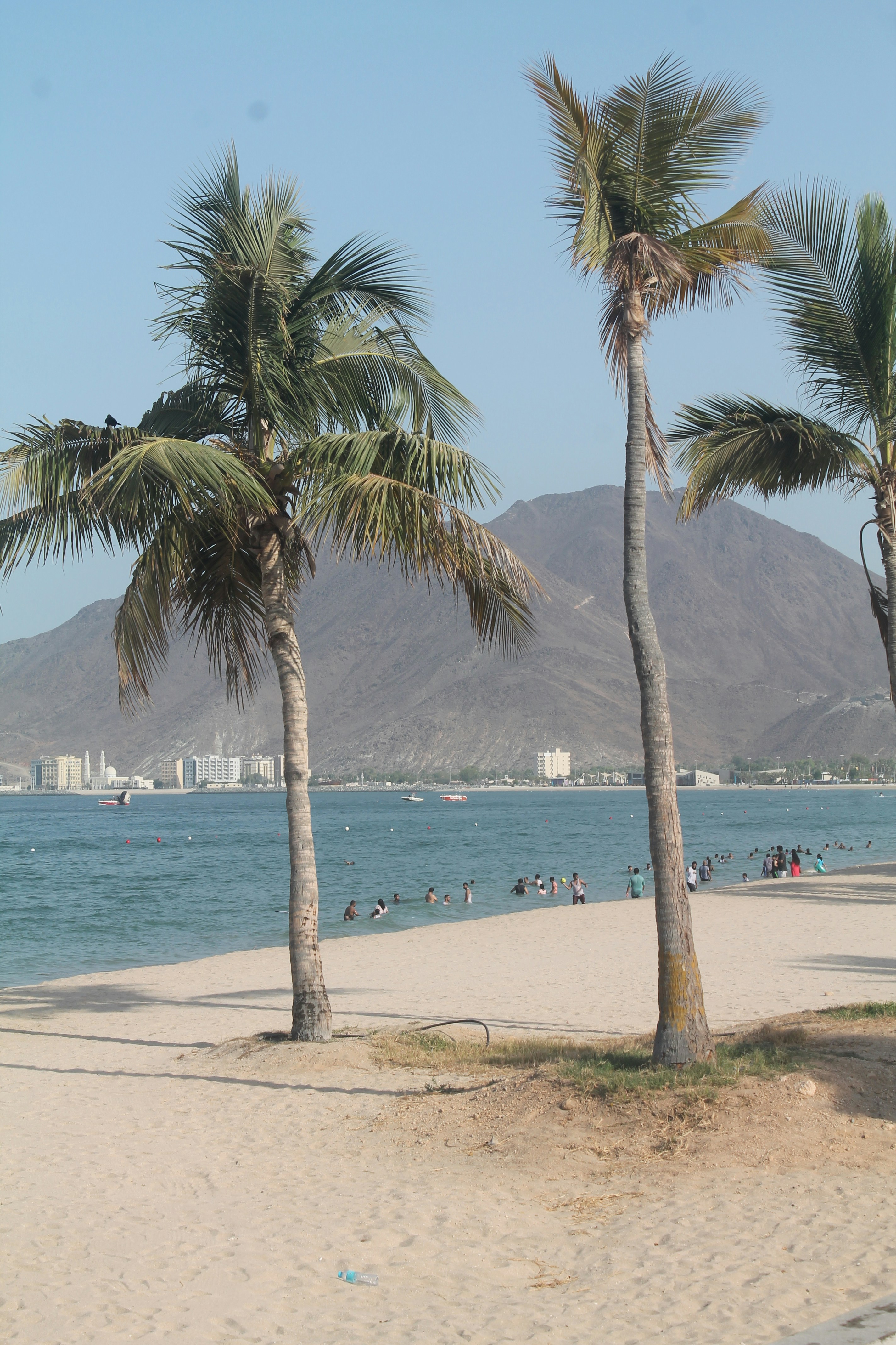Palm Silhouettes Over a Serene Beach with Mountain Backdrop