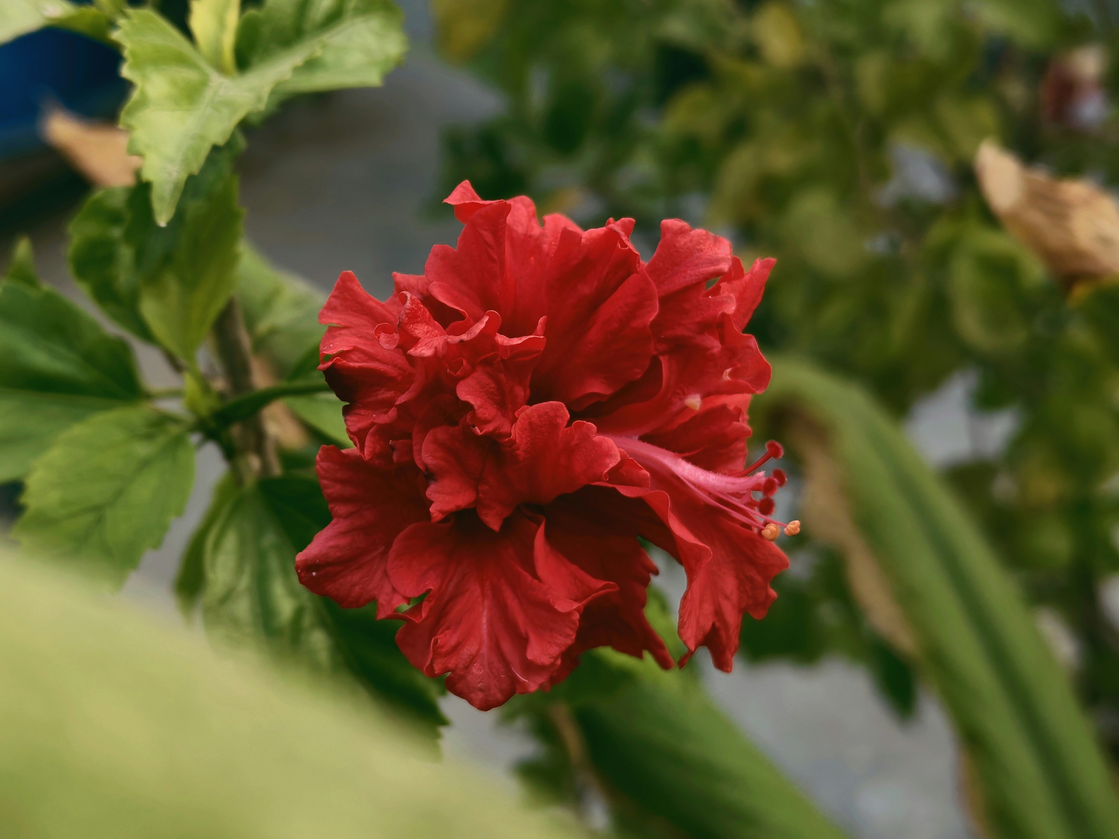 Crimson Hibiscus in Focus: A Close-Up Burst of Petals