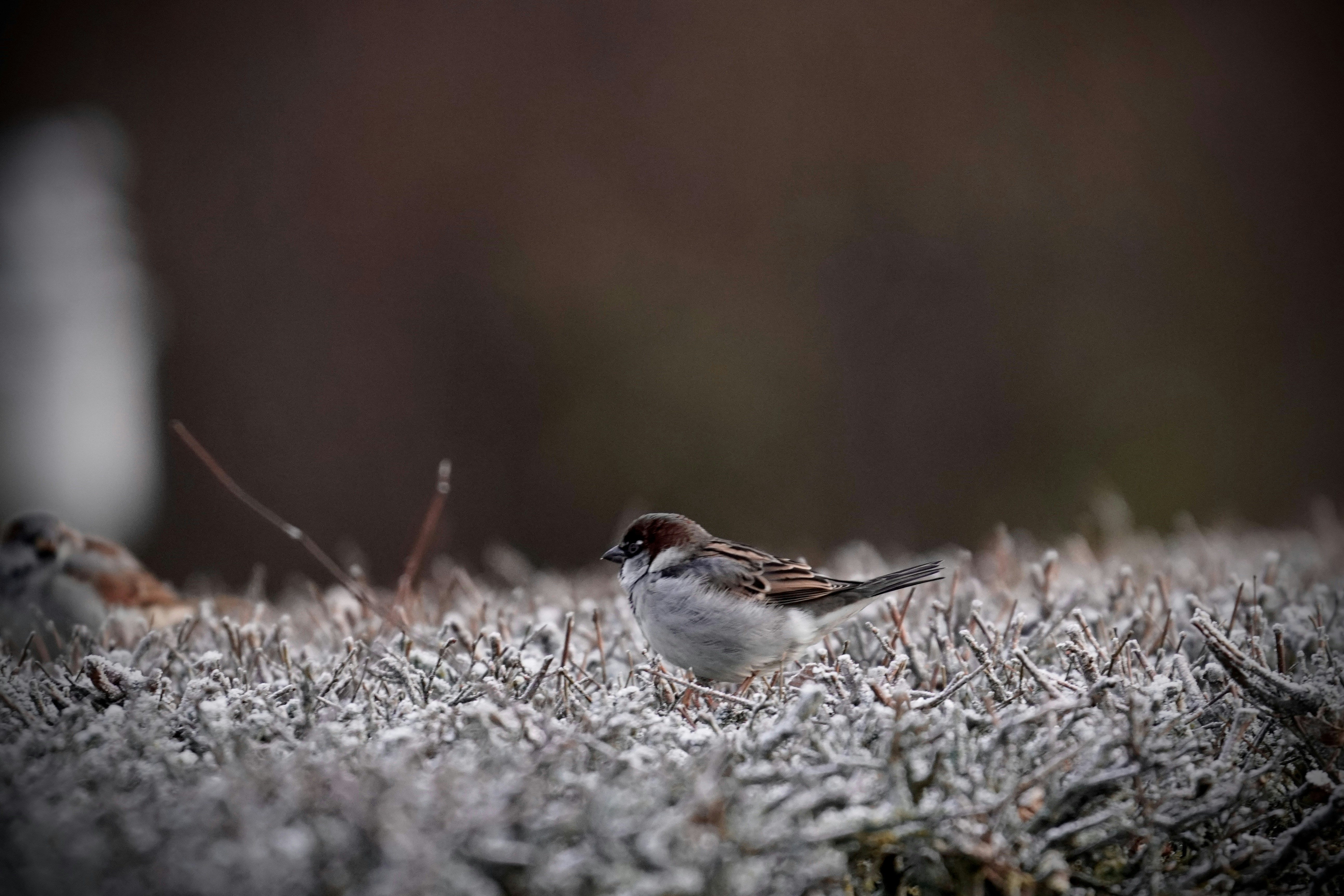 Snow-kissed Wren in a Field of Frost