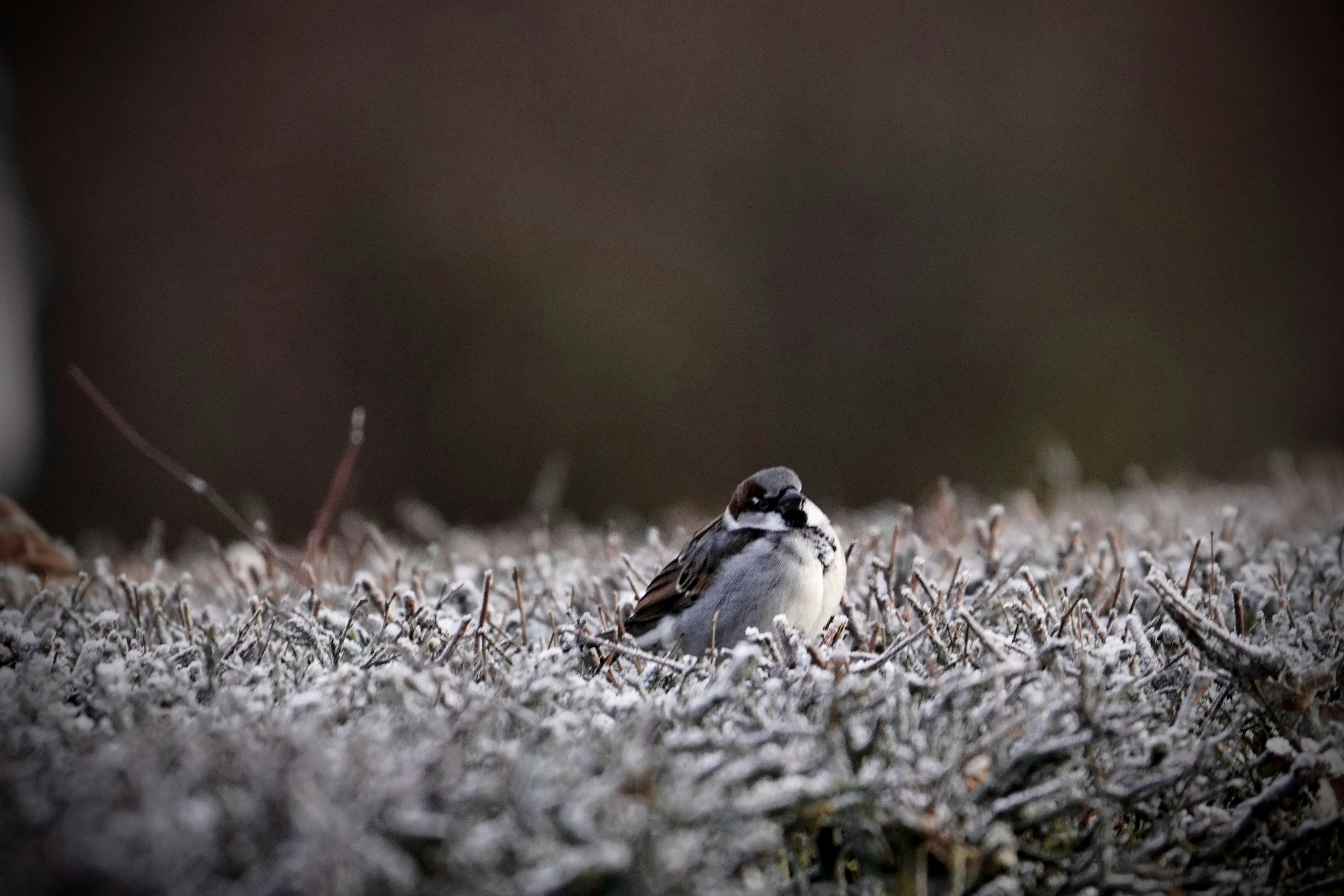 Tiny Snowbound Warbler among Frosted Grass