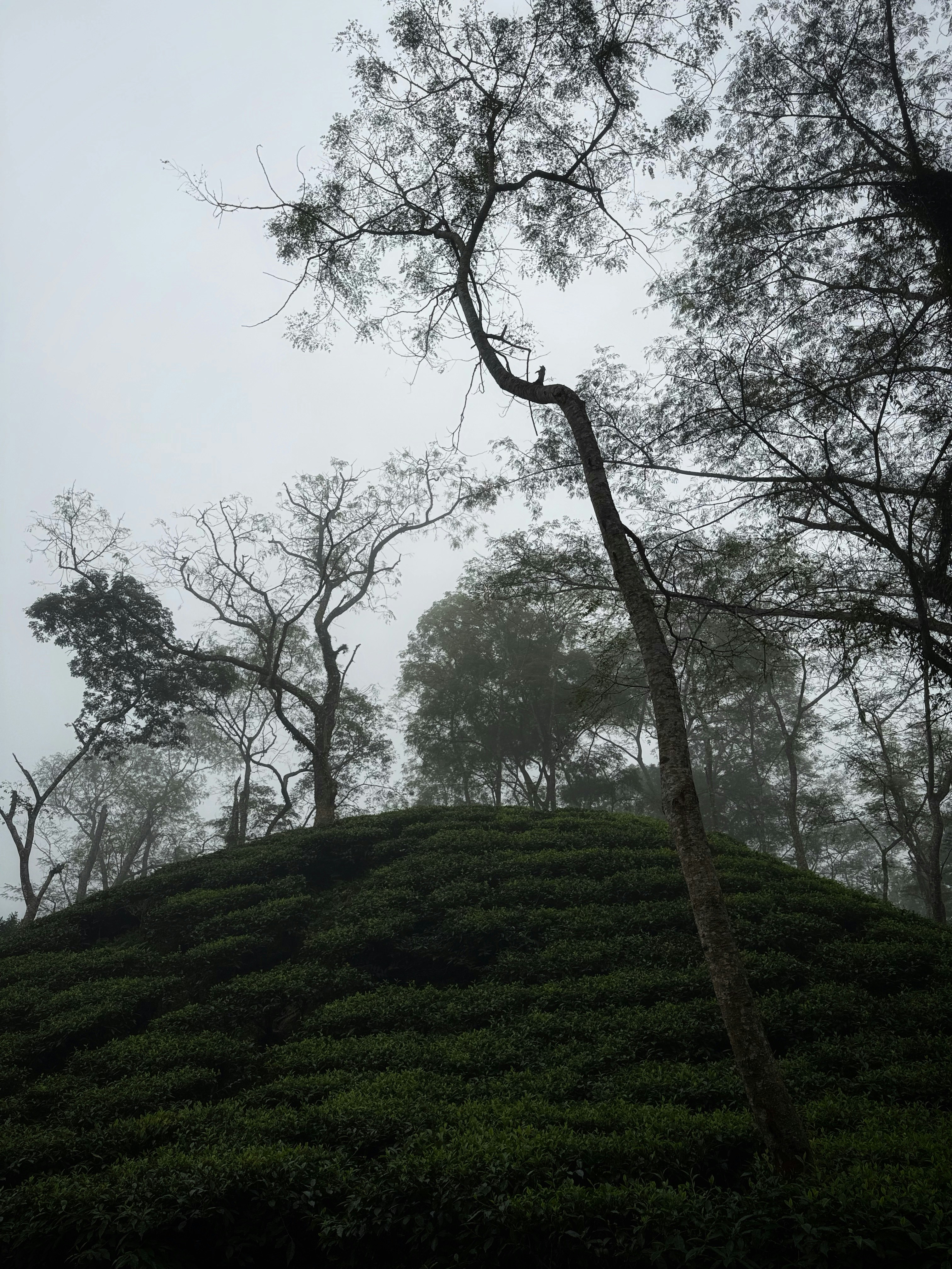 Mist-Whispered Tea Terraces Loom Over a Fogbound Ridge