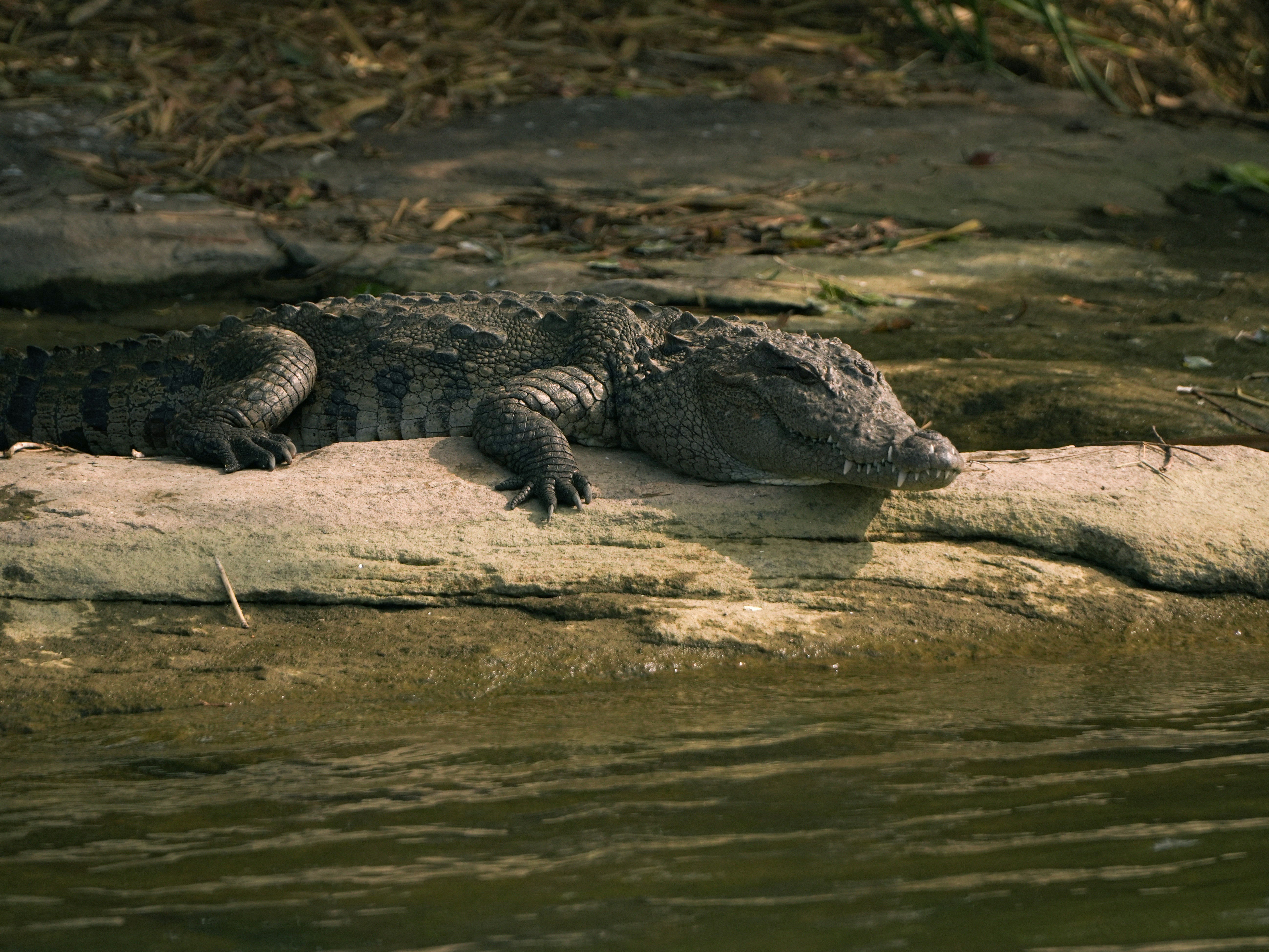 Lay of the Riverbank: A Crocodilian Rest on Shaded Stone