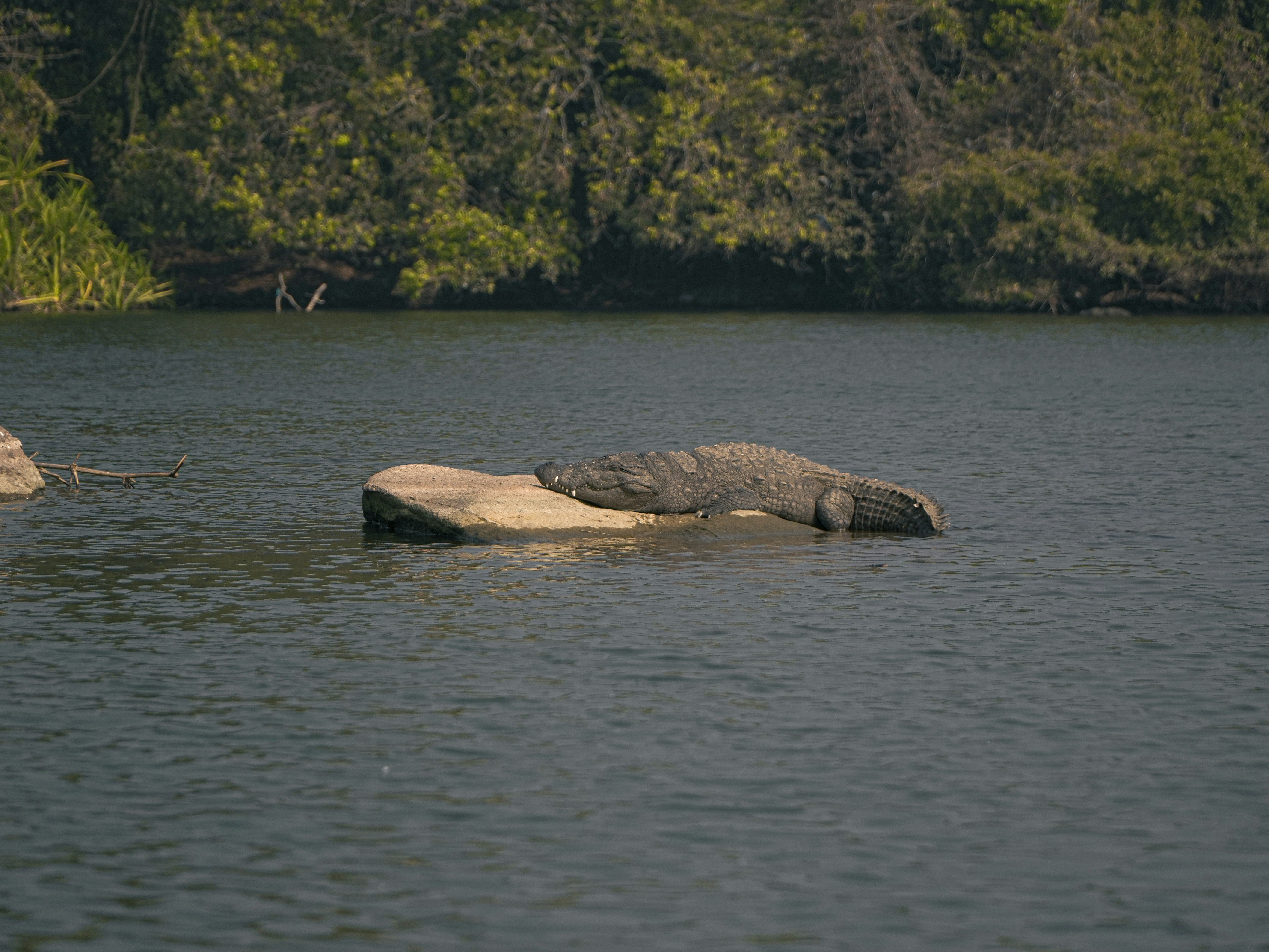 Sunlit Crocodile Drift: A Calm Moment on the River