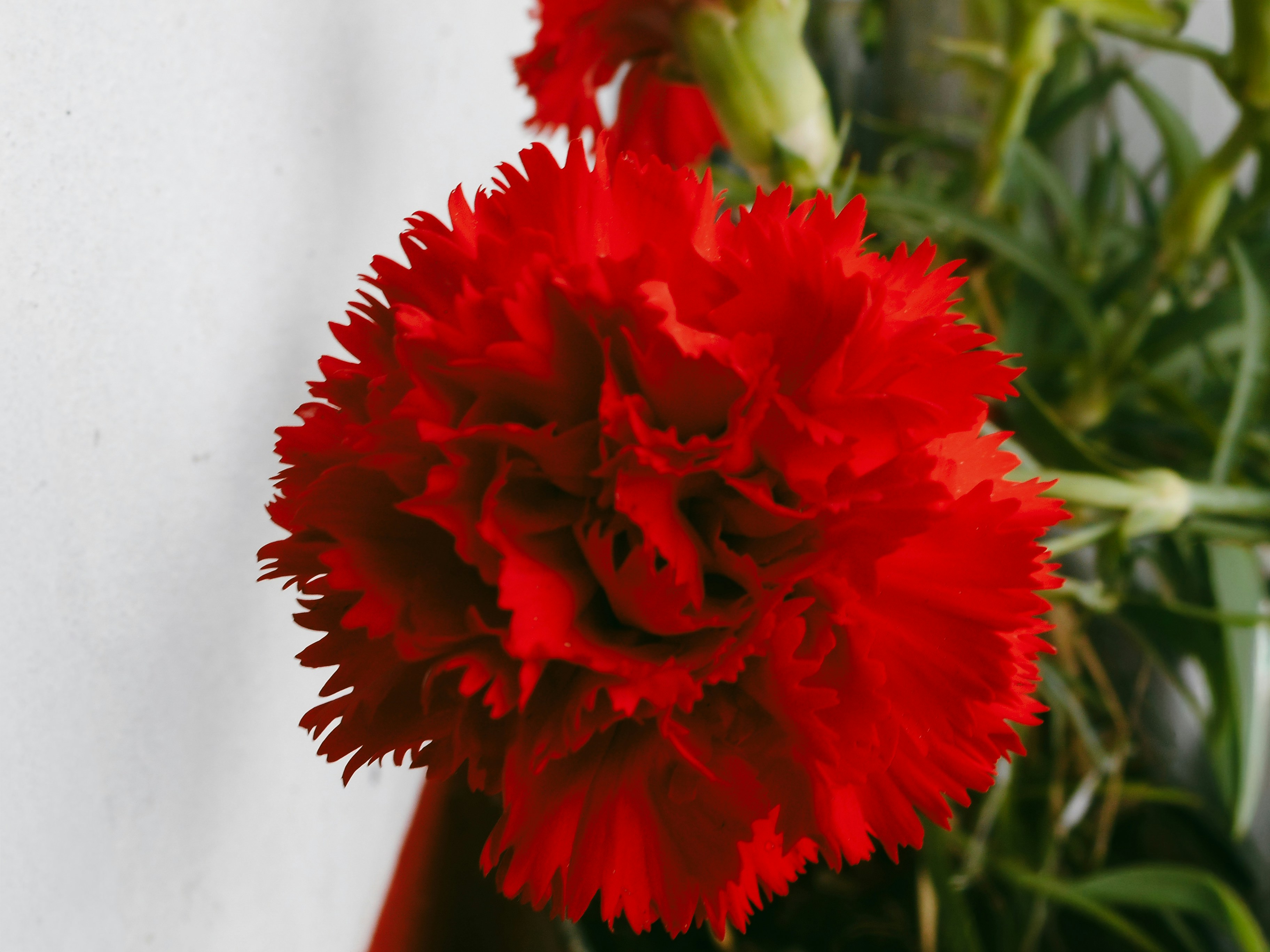 A close-up view of a flower in natural light.