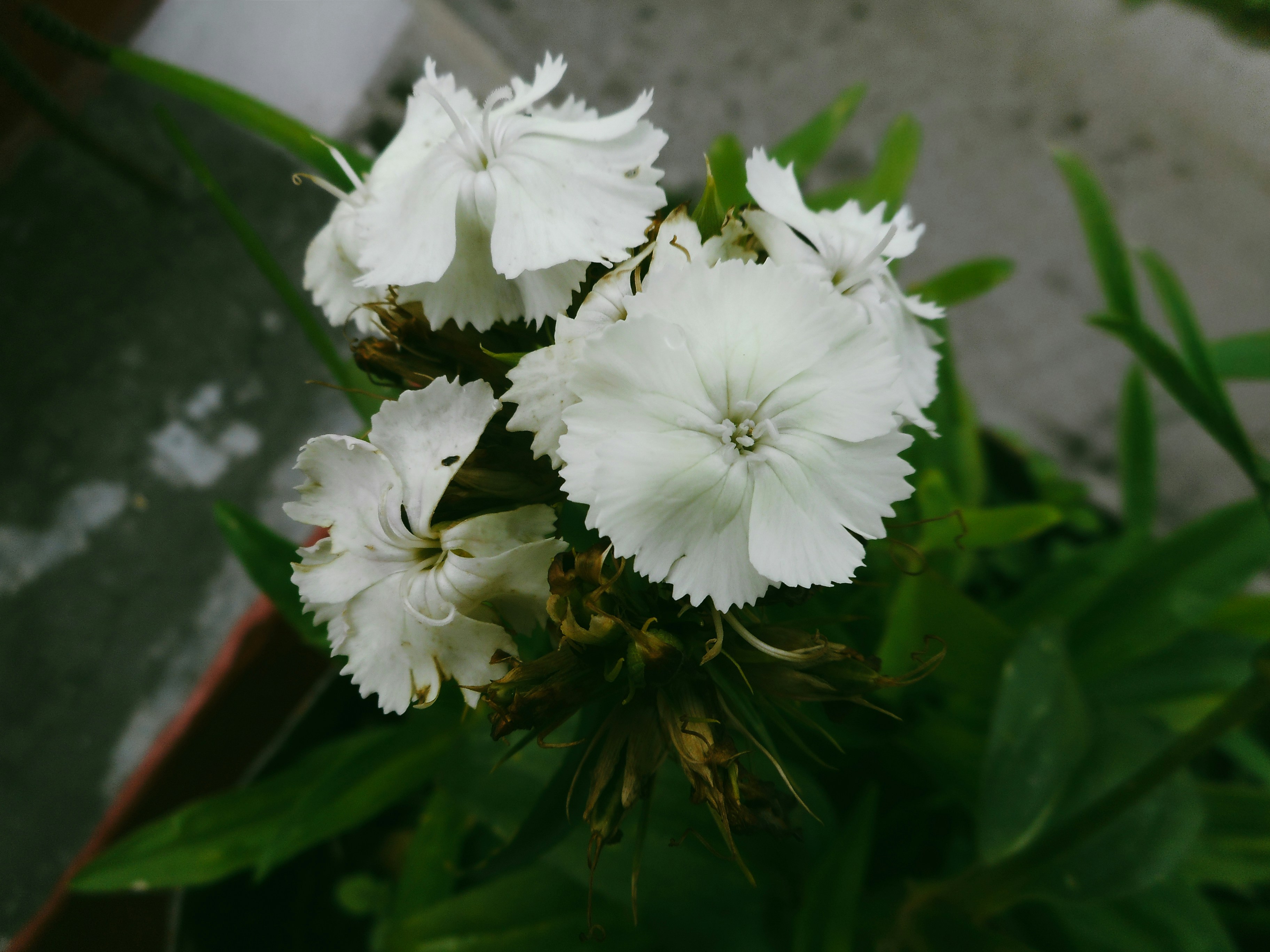 A close-up view of a flower in natural light.