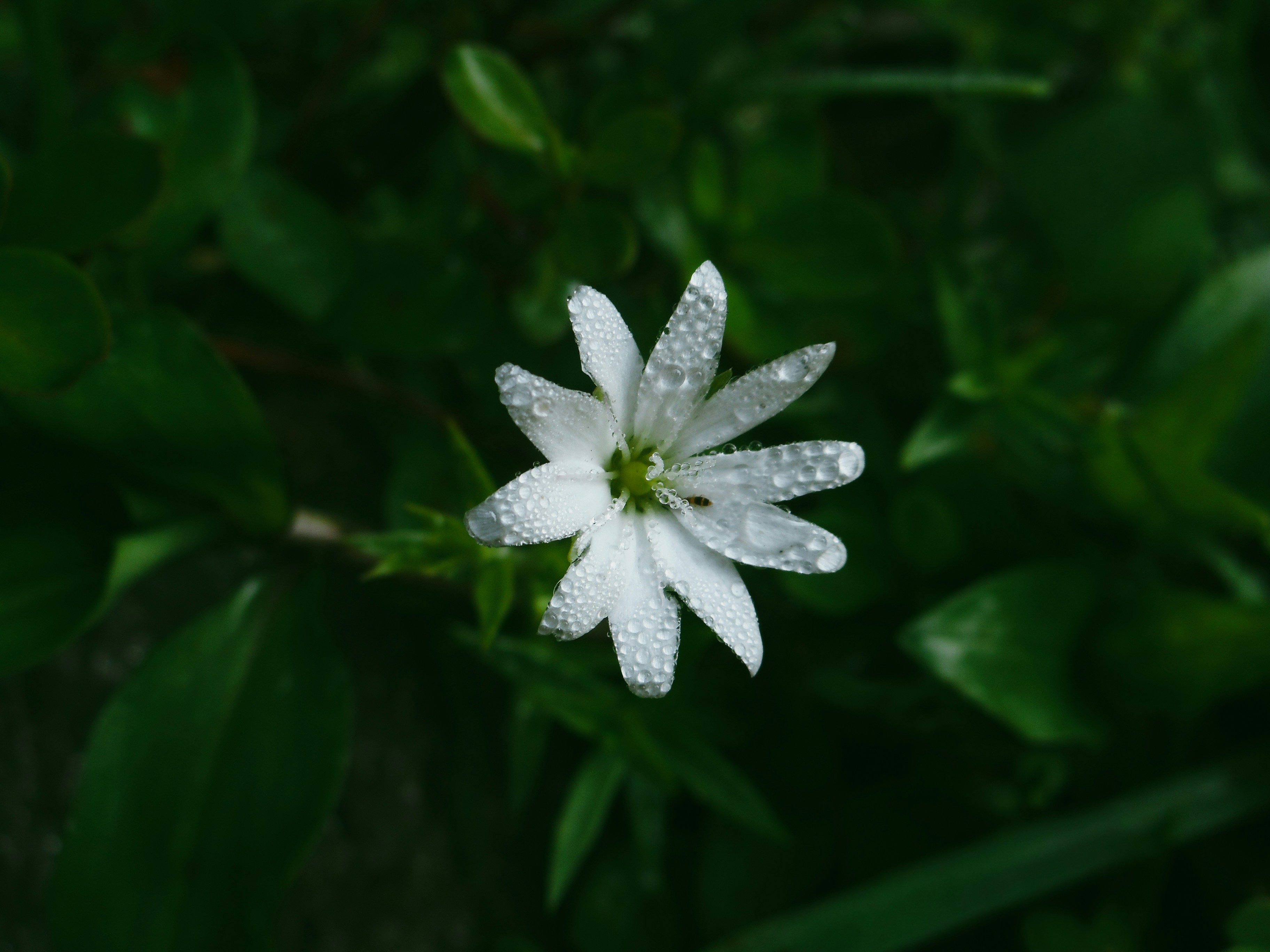 A close-up view of a flower in natural light.