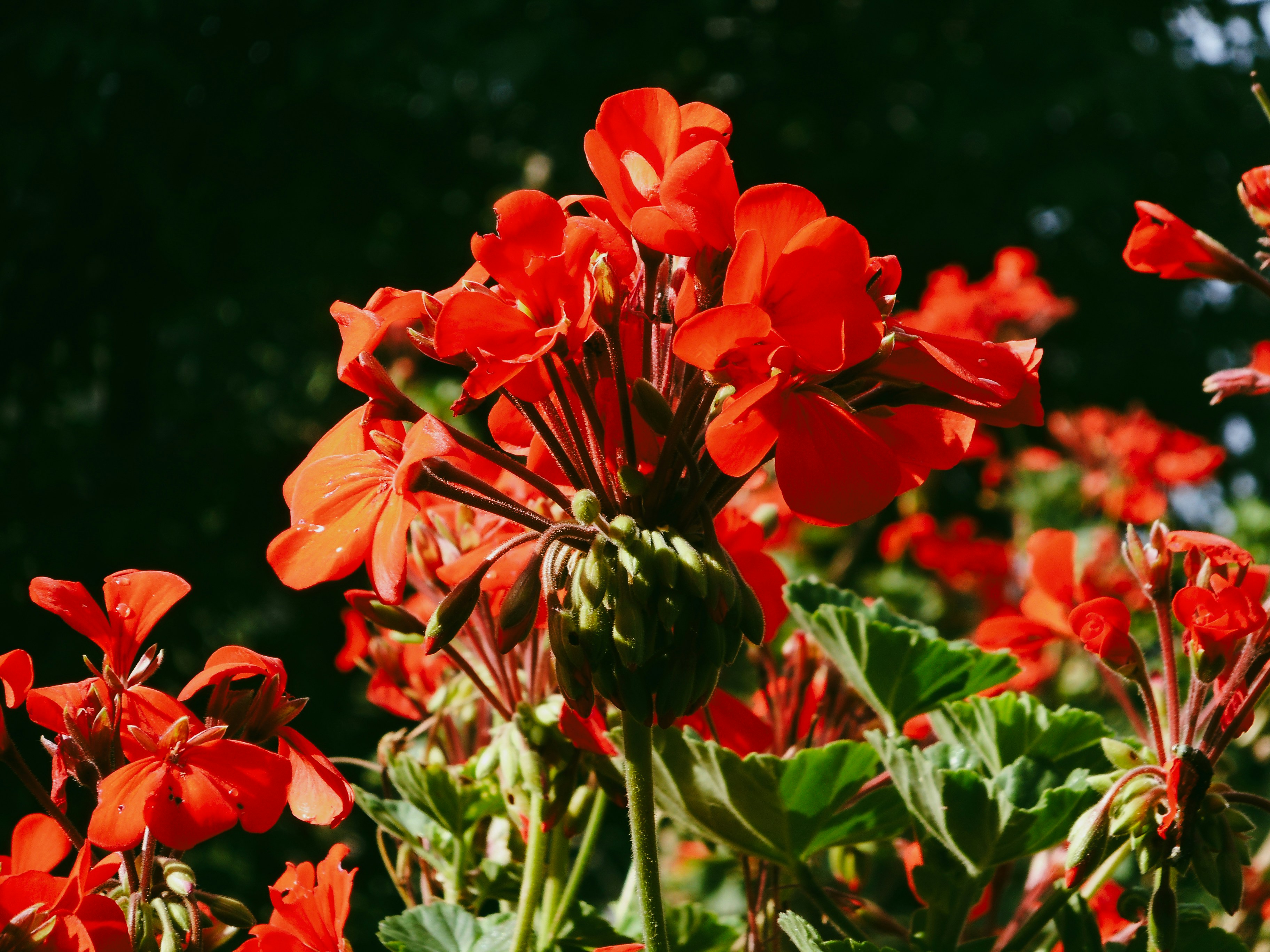 A close-up view of a flower in natural light.