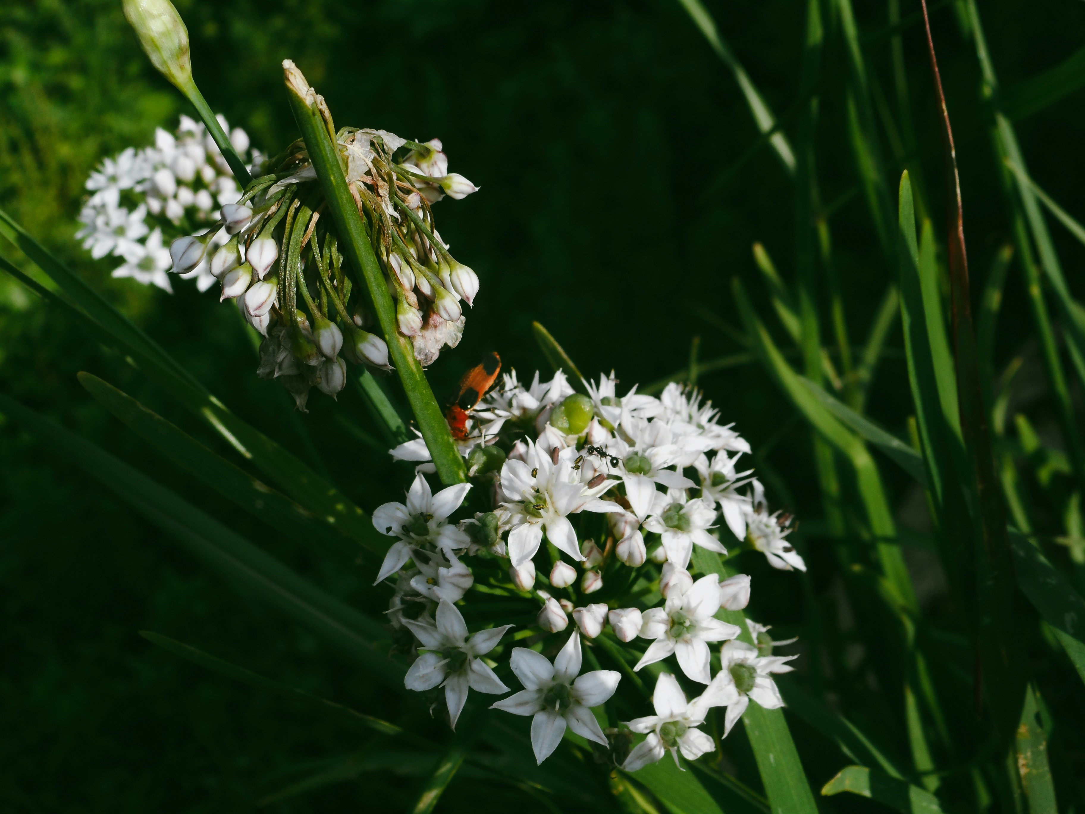 A close-up view of a flower in natural light.
