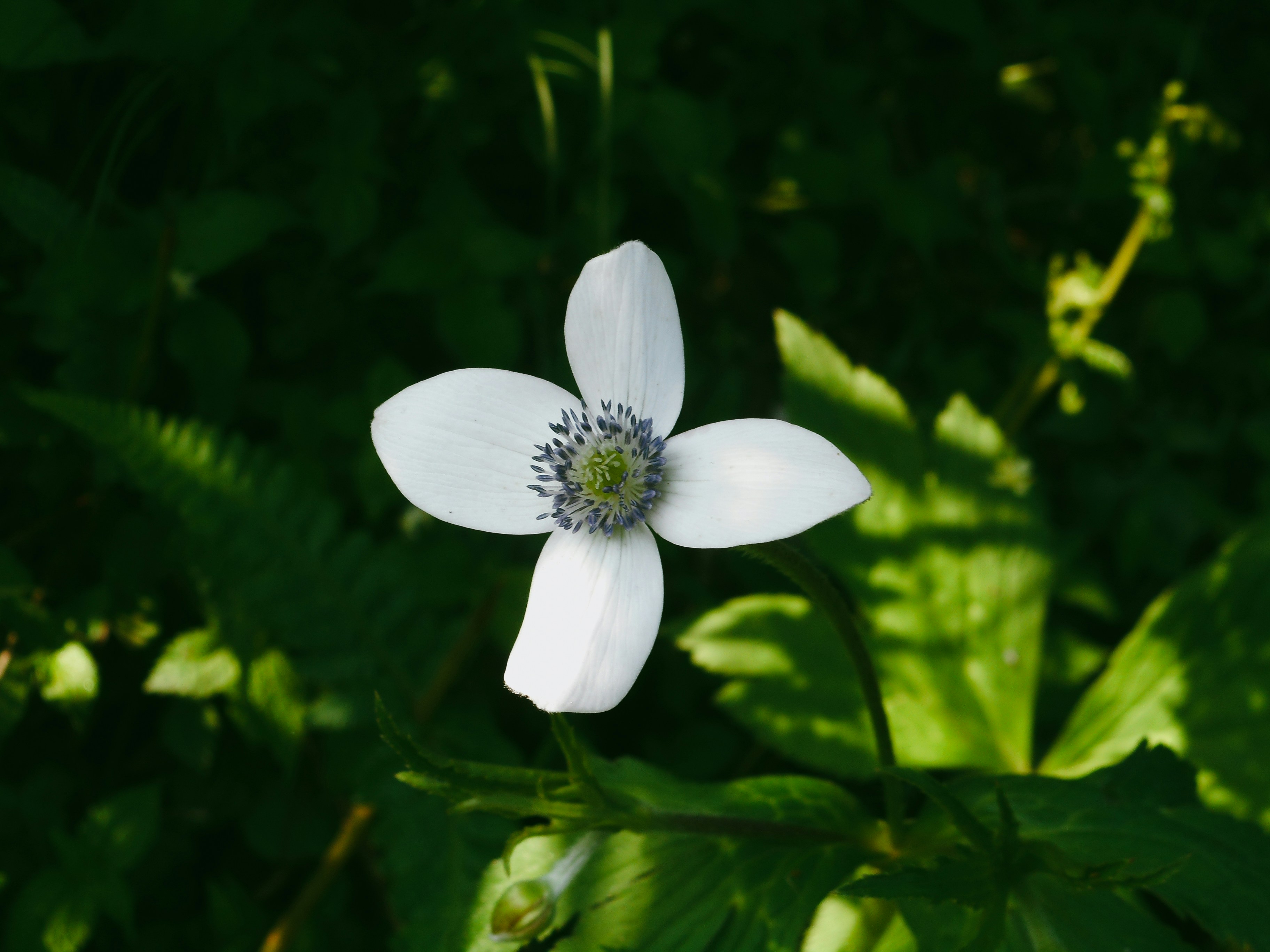 A close-up view of a flower in natural light.