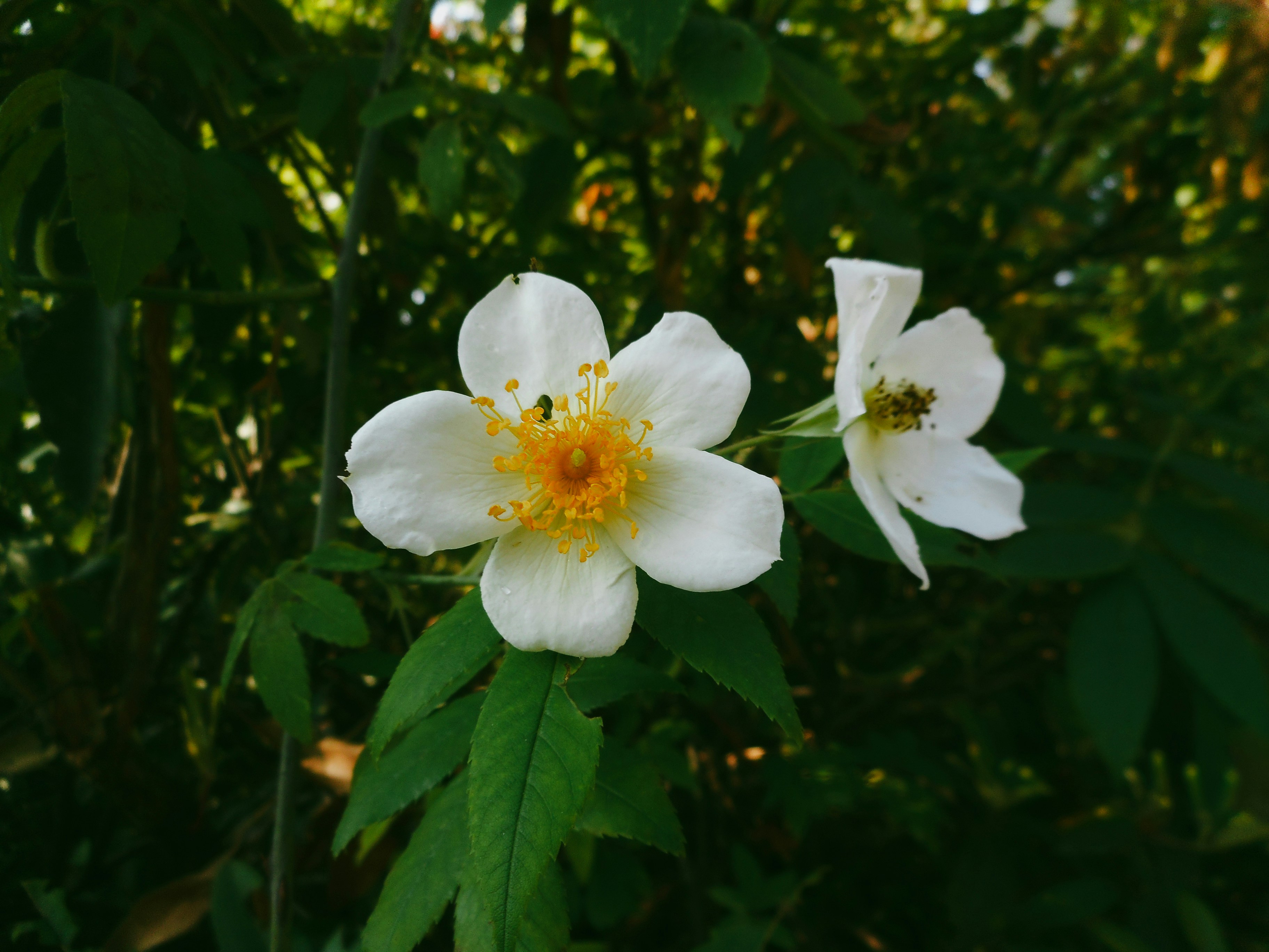 A close-up view of a flower in natural light.
