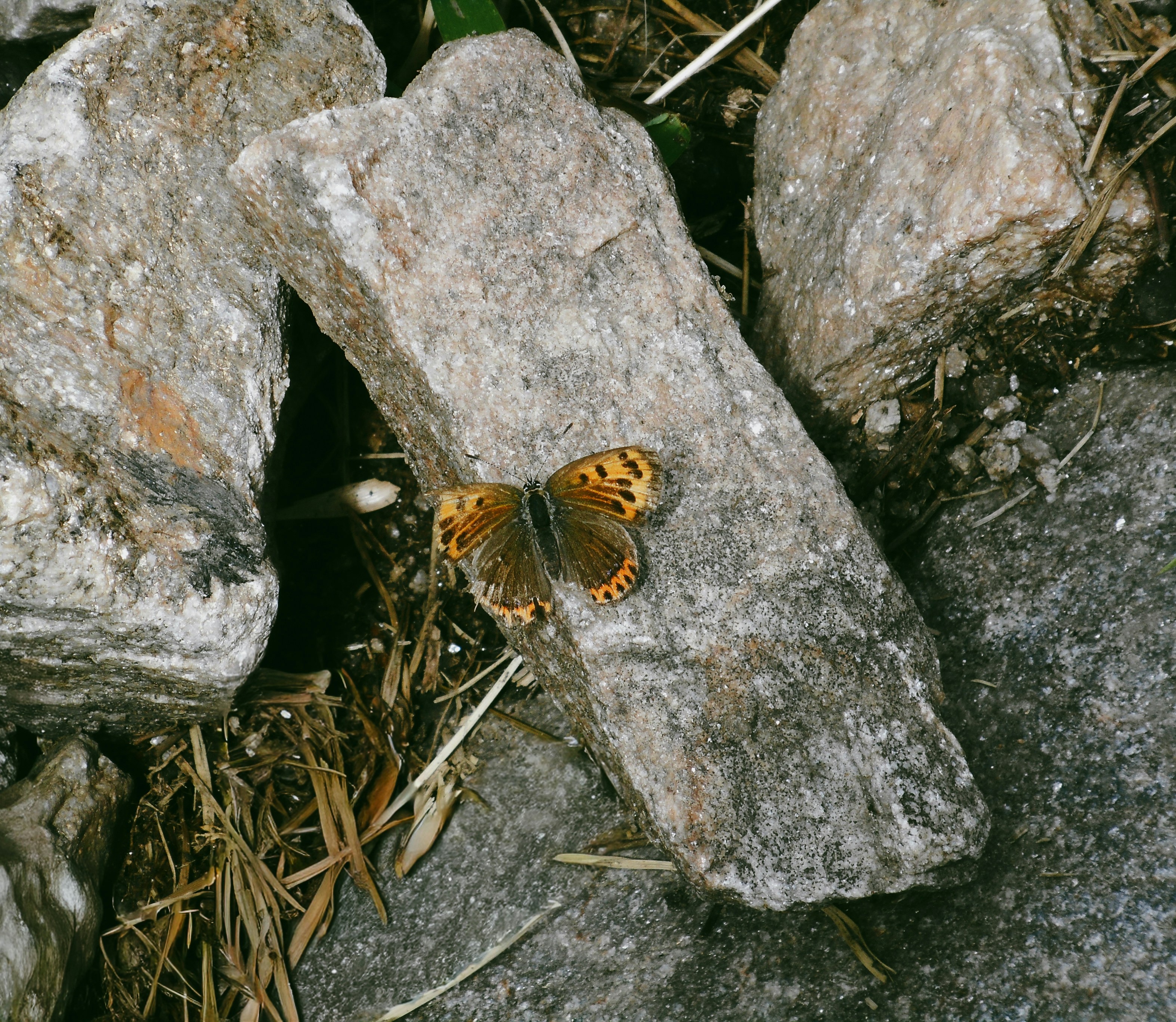 A butterfly captured mid-rest in its natural habitat.