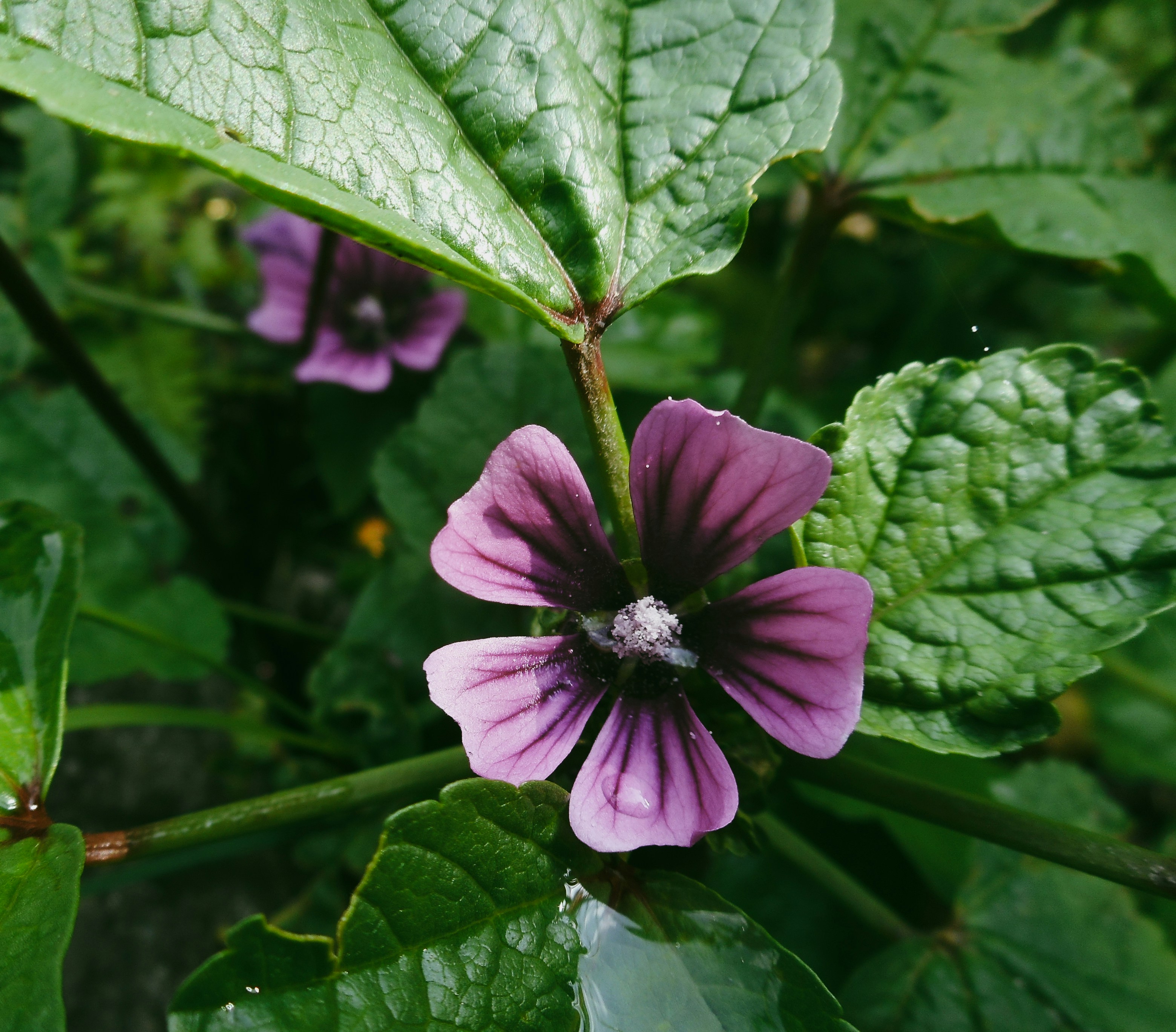 A close-up view of a flower in natural light.