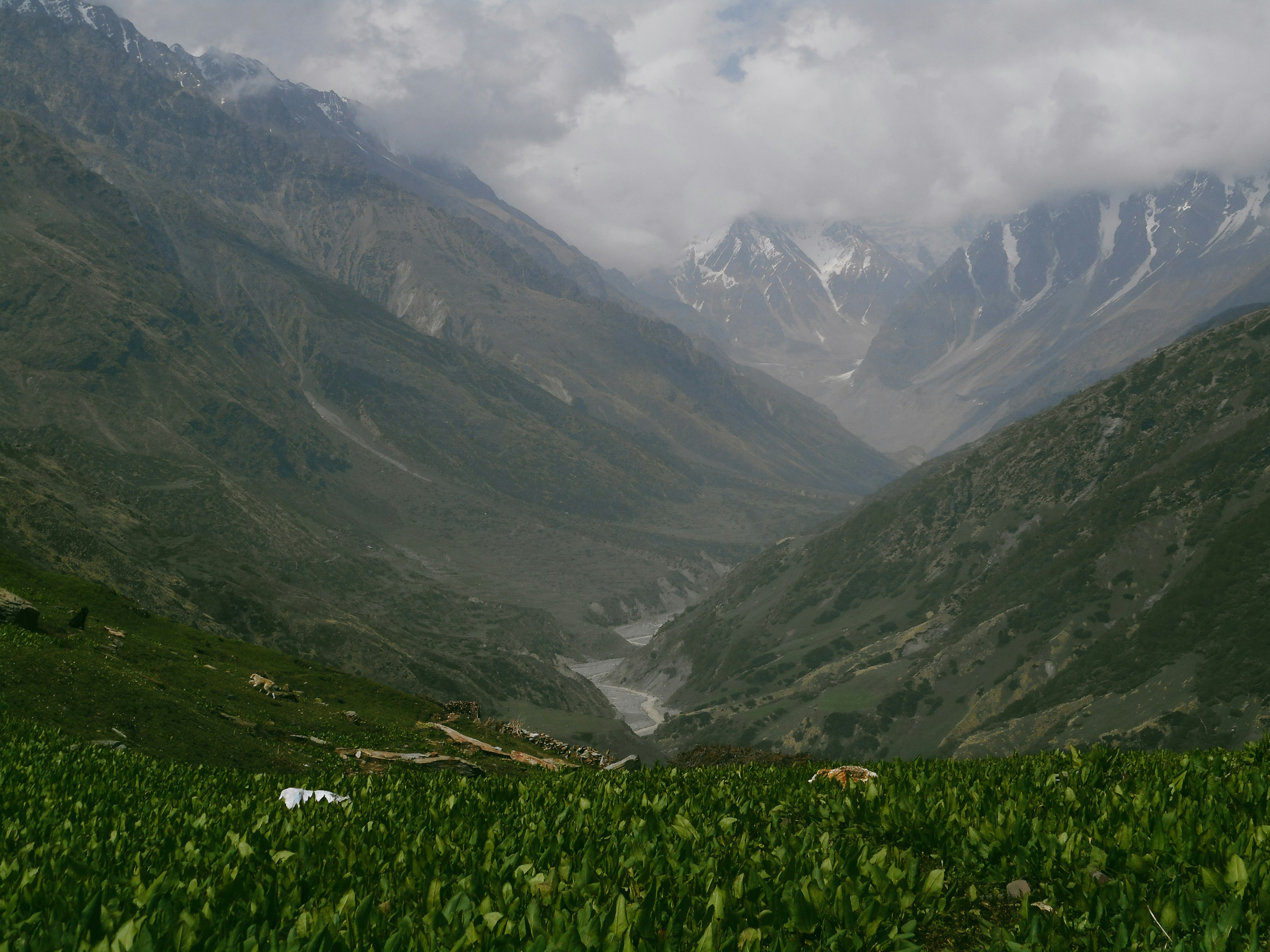 A peaceful view of the Himalayas captured in natural light.