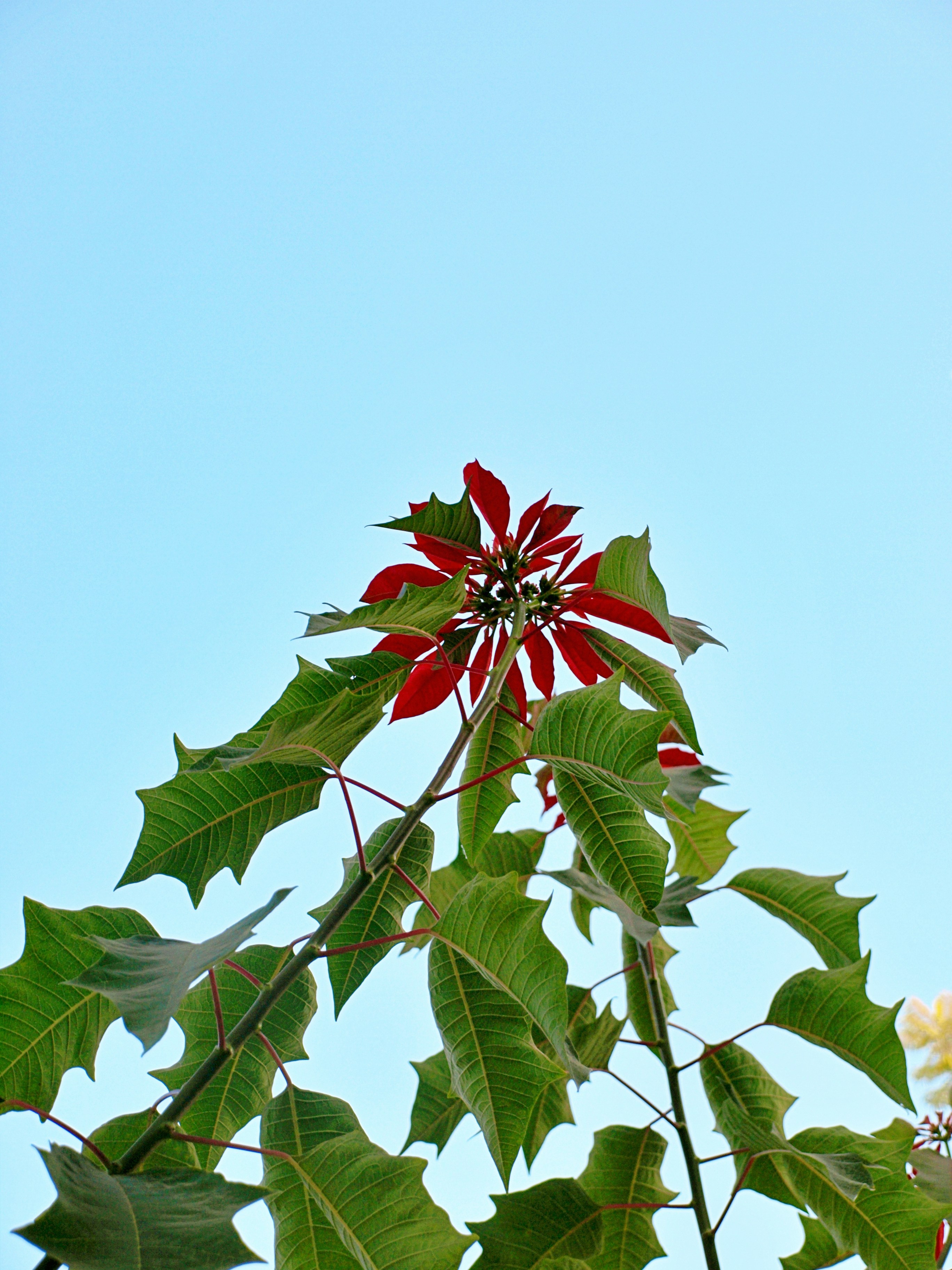 Poinsettia — Euphorbia pulcherrima