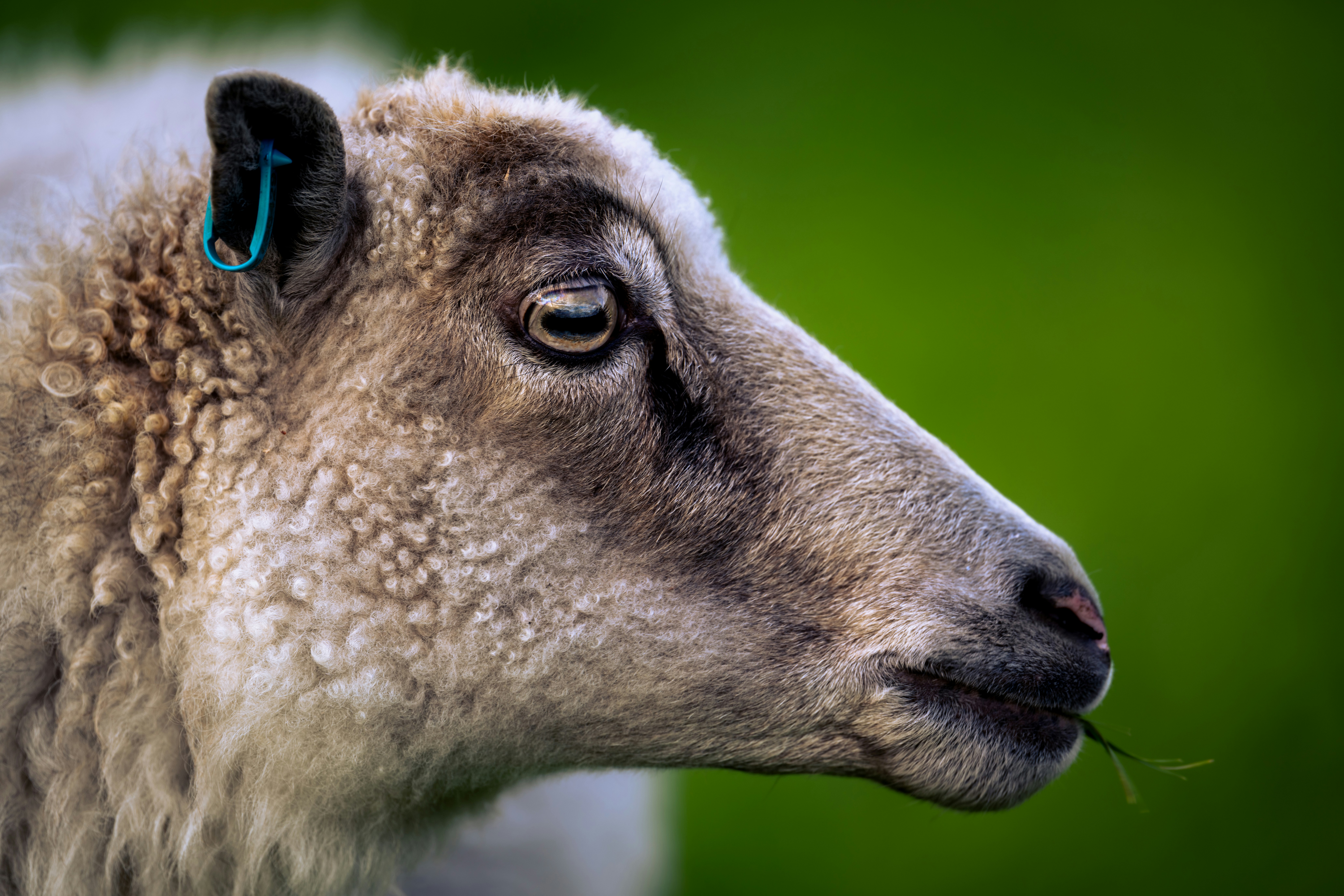 Photo by Hansjörg Rath with Nikon Z8