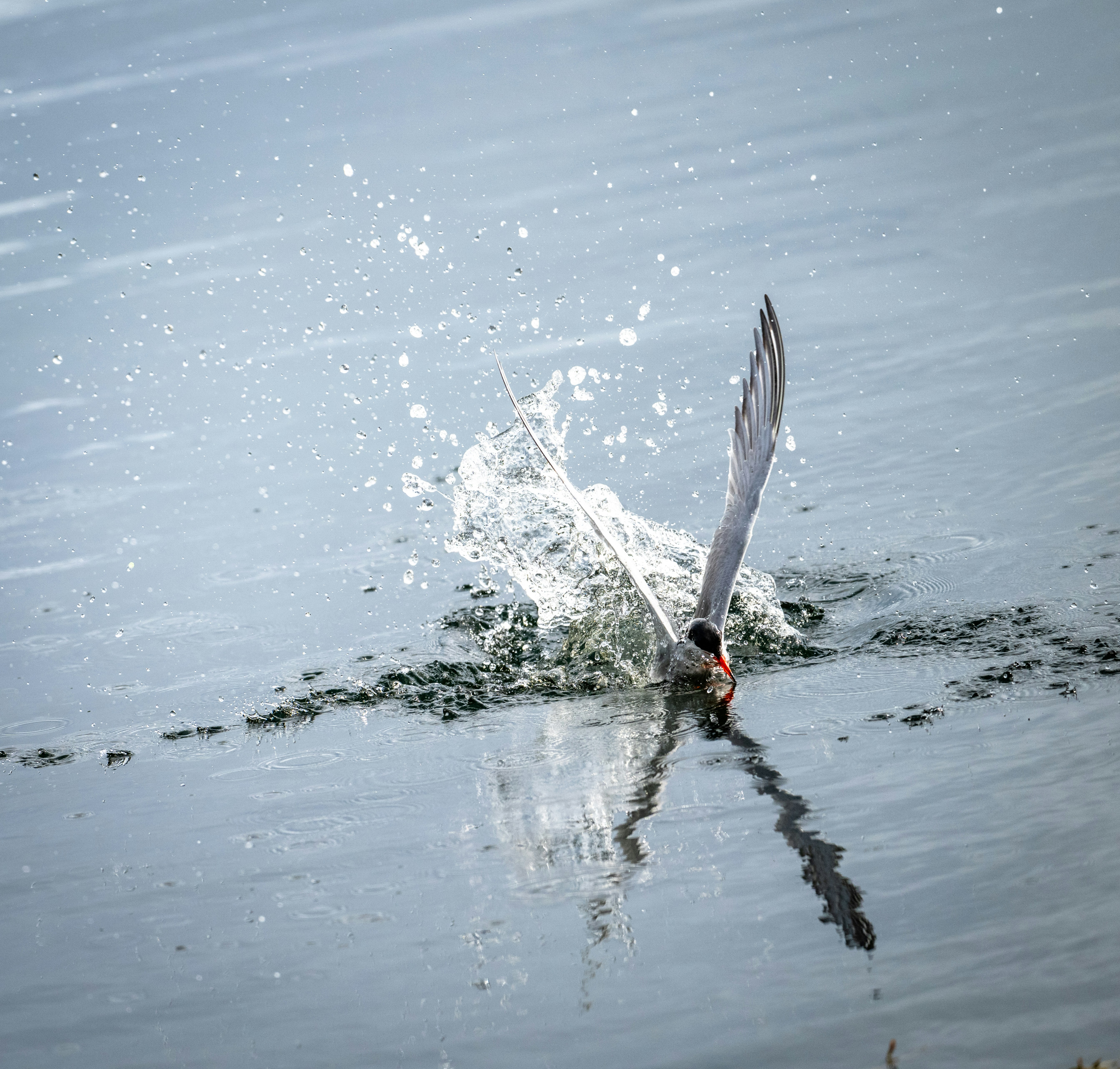 Diving Down: A Magpie Gannet Snatch at the Water's Surface