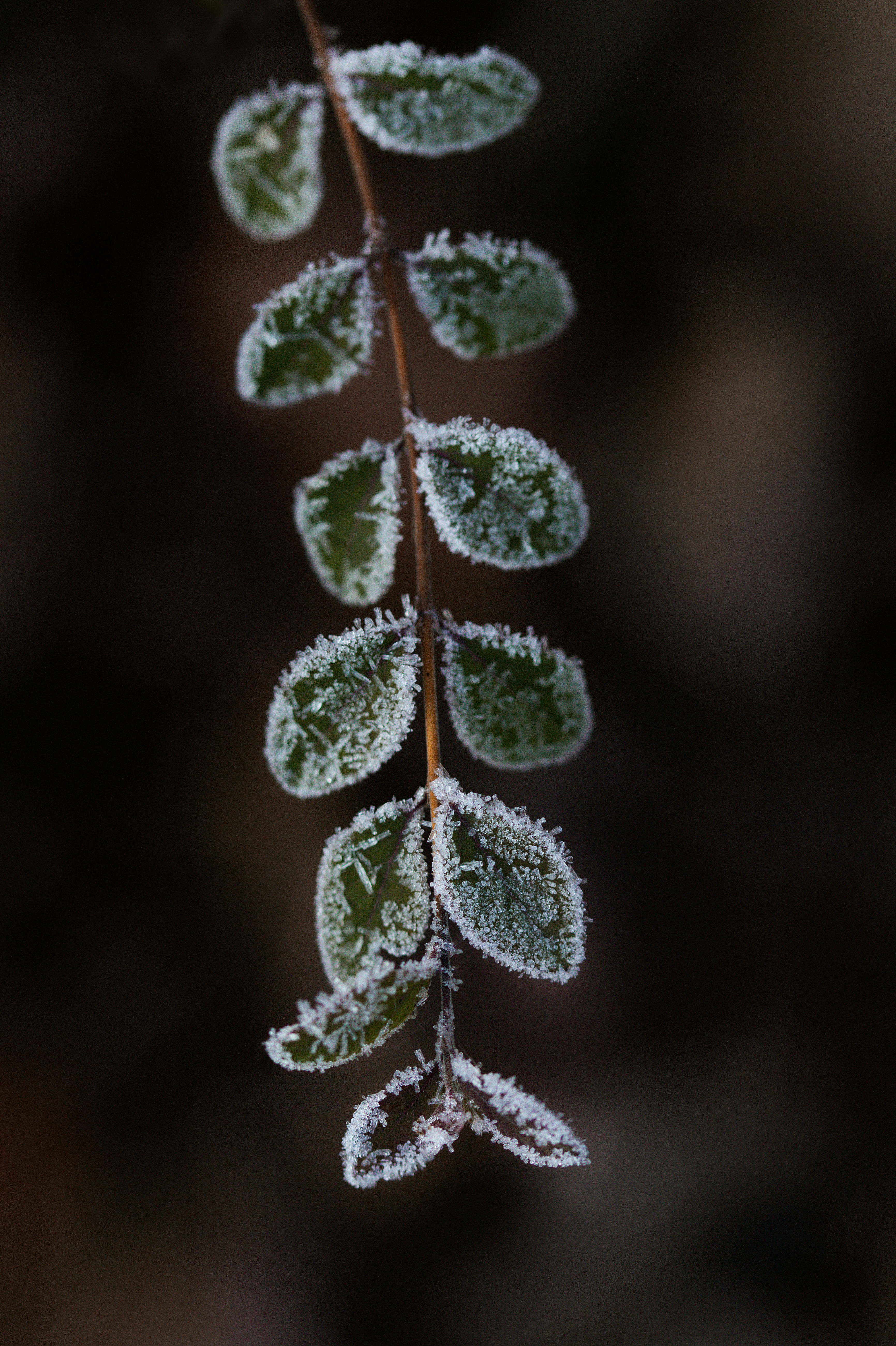 Frosty, moody isolated twig of an frozen snowberry with a dark background. Winter outdoord scene with natural light.