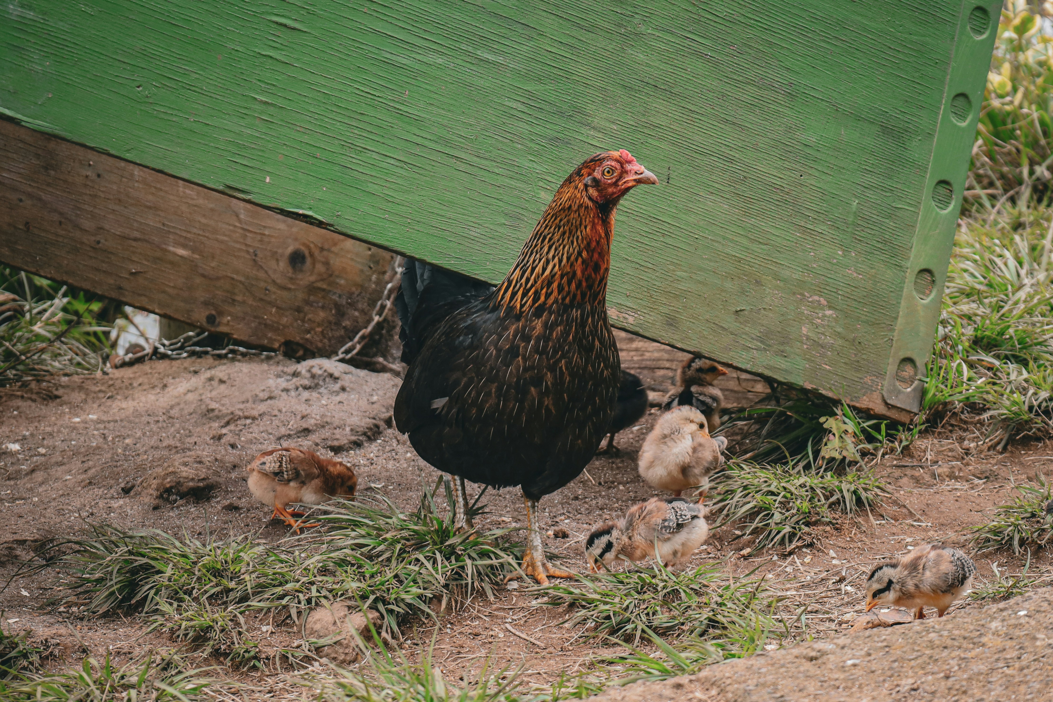 Mother Hen and Pixie Chicks Vigor in the Coop Yard