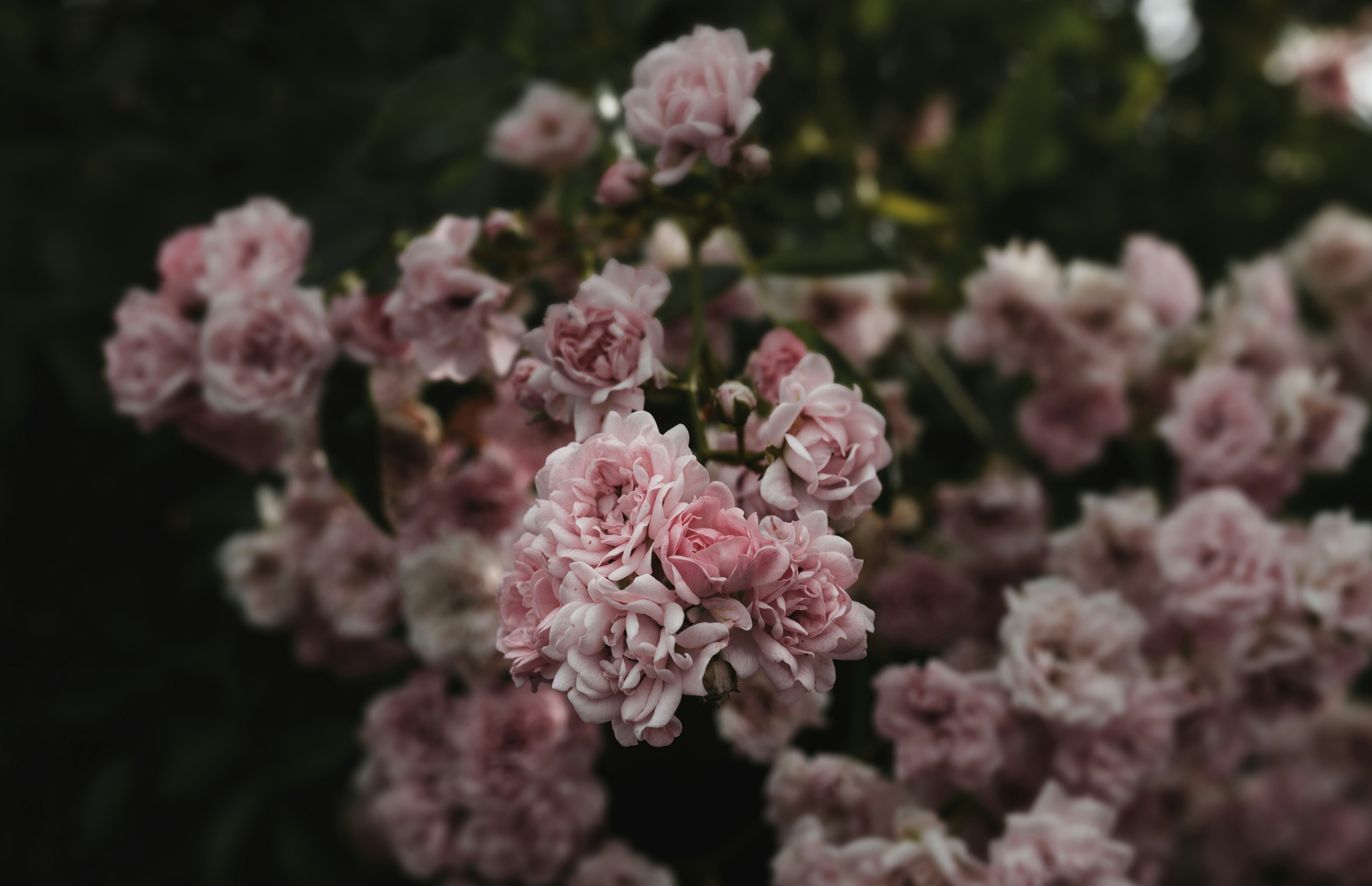 Moody roses in soft, natural lighingt.