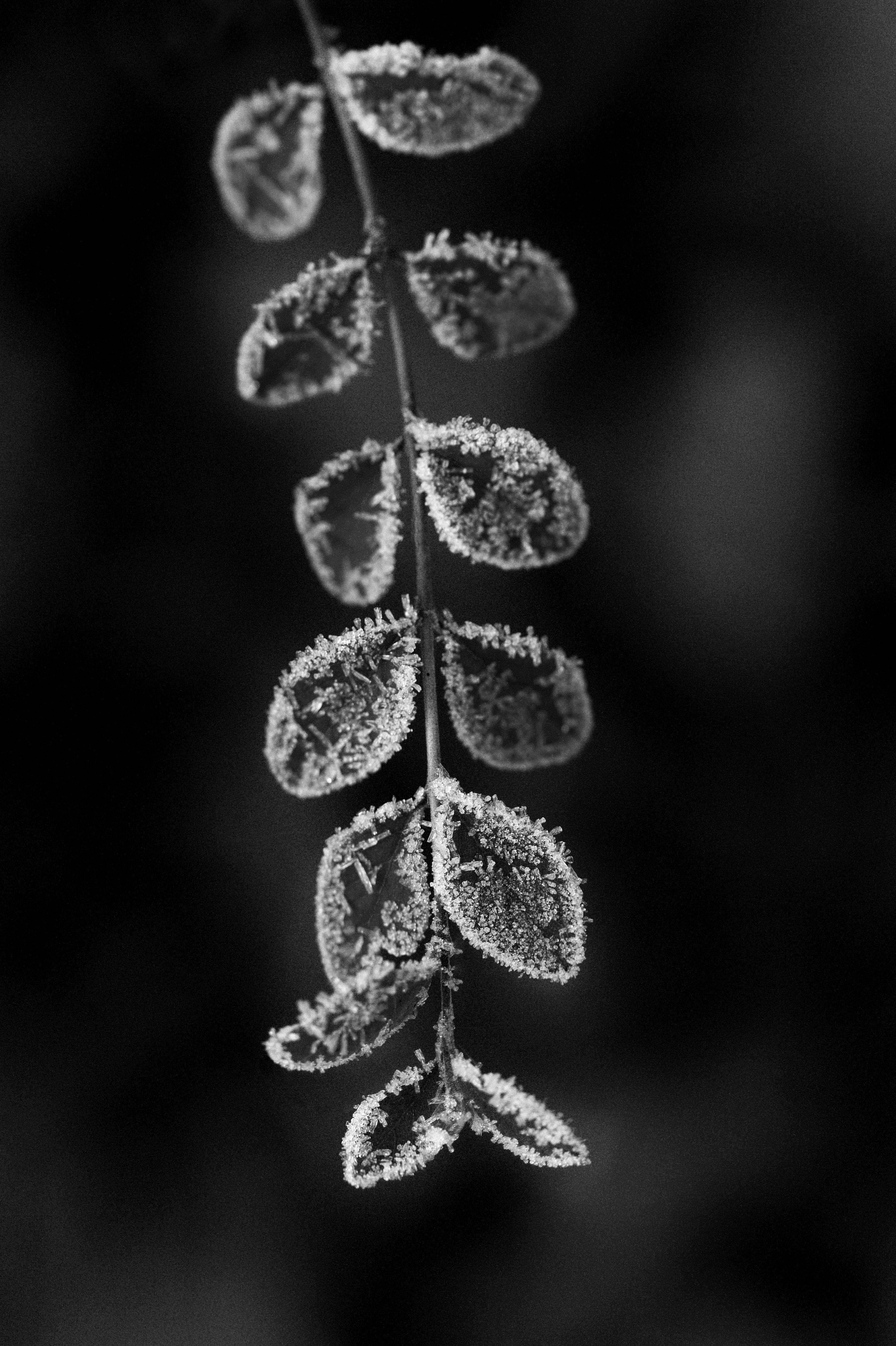 Frosty, moody isolated twig of an frozen snowberry with a dark background. Winter outdoord scene with natural light.