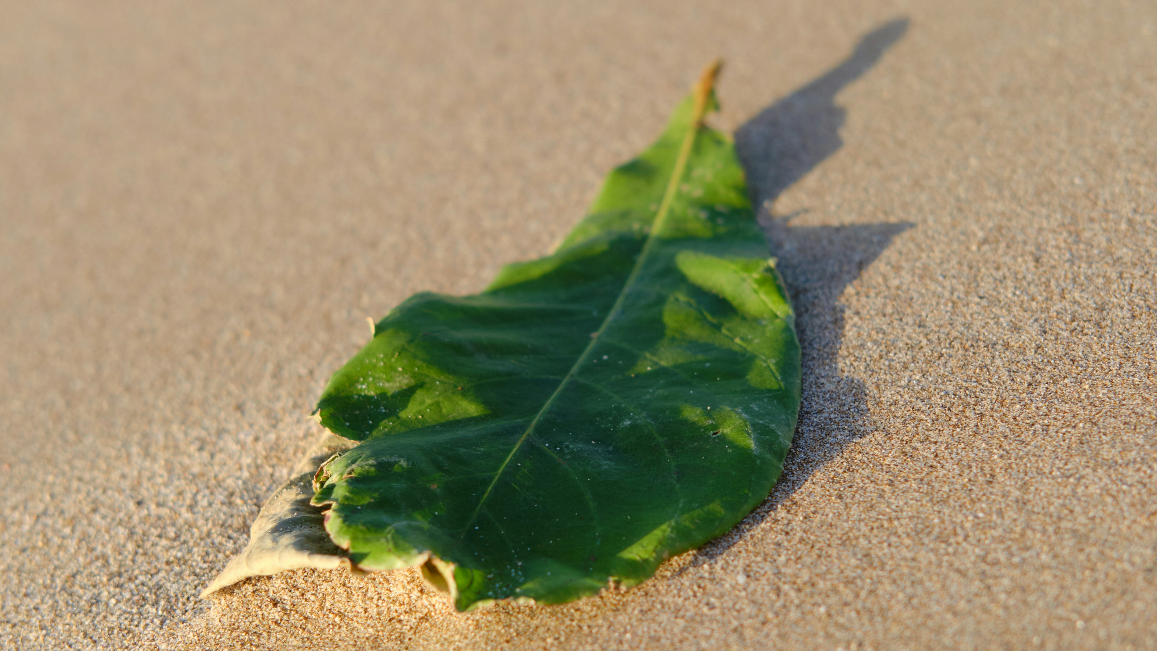 Green Leaf on Wind-Swept Sand