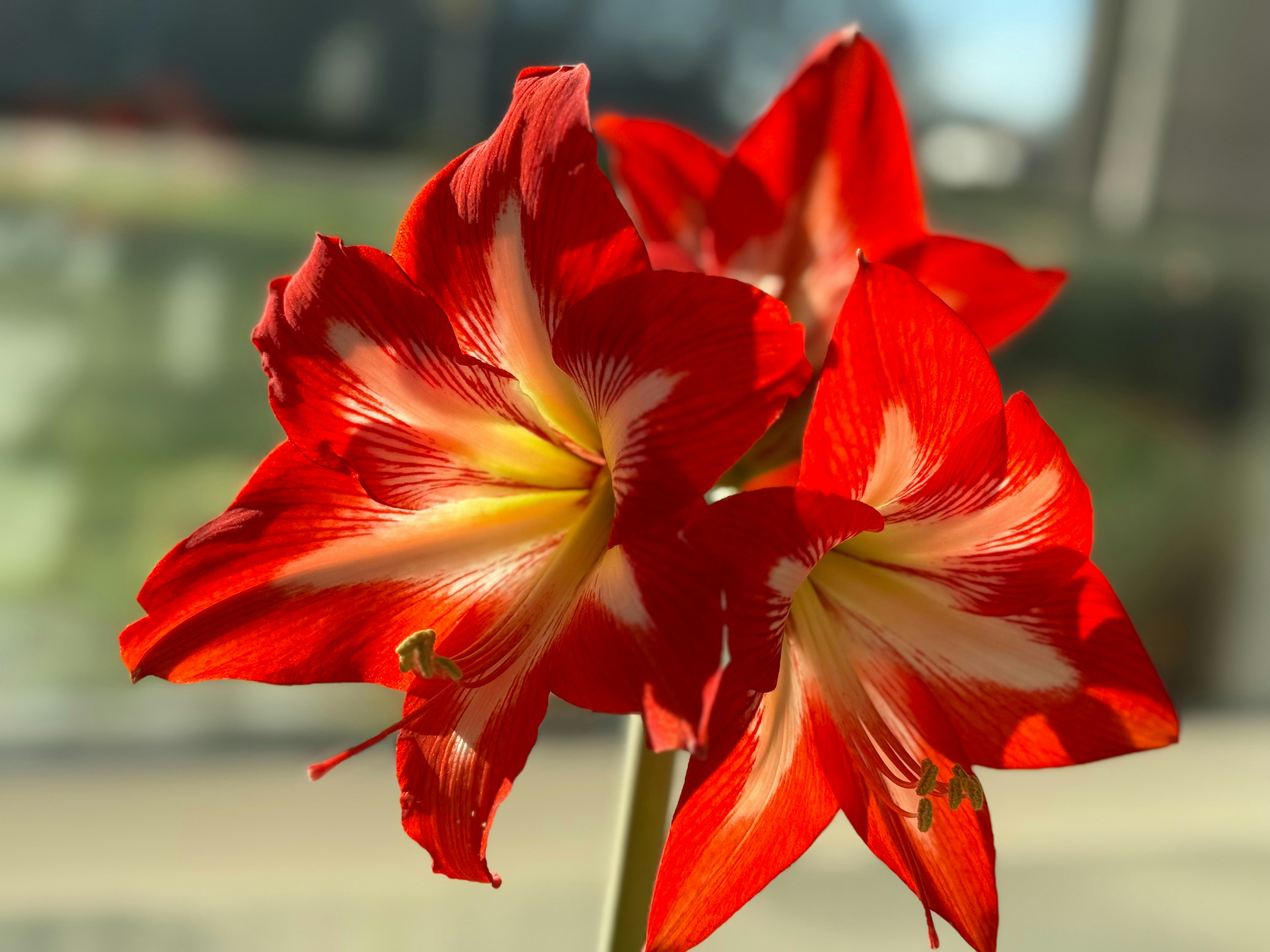 Red and white amaryllis flowers