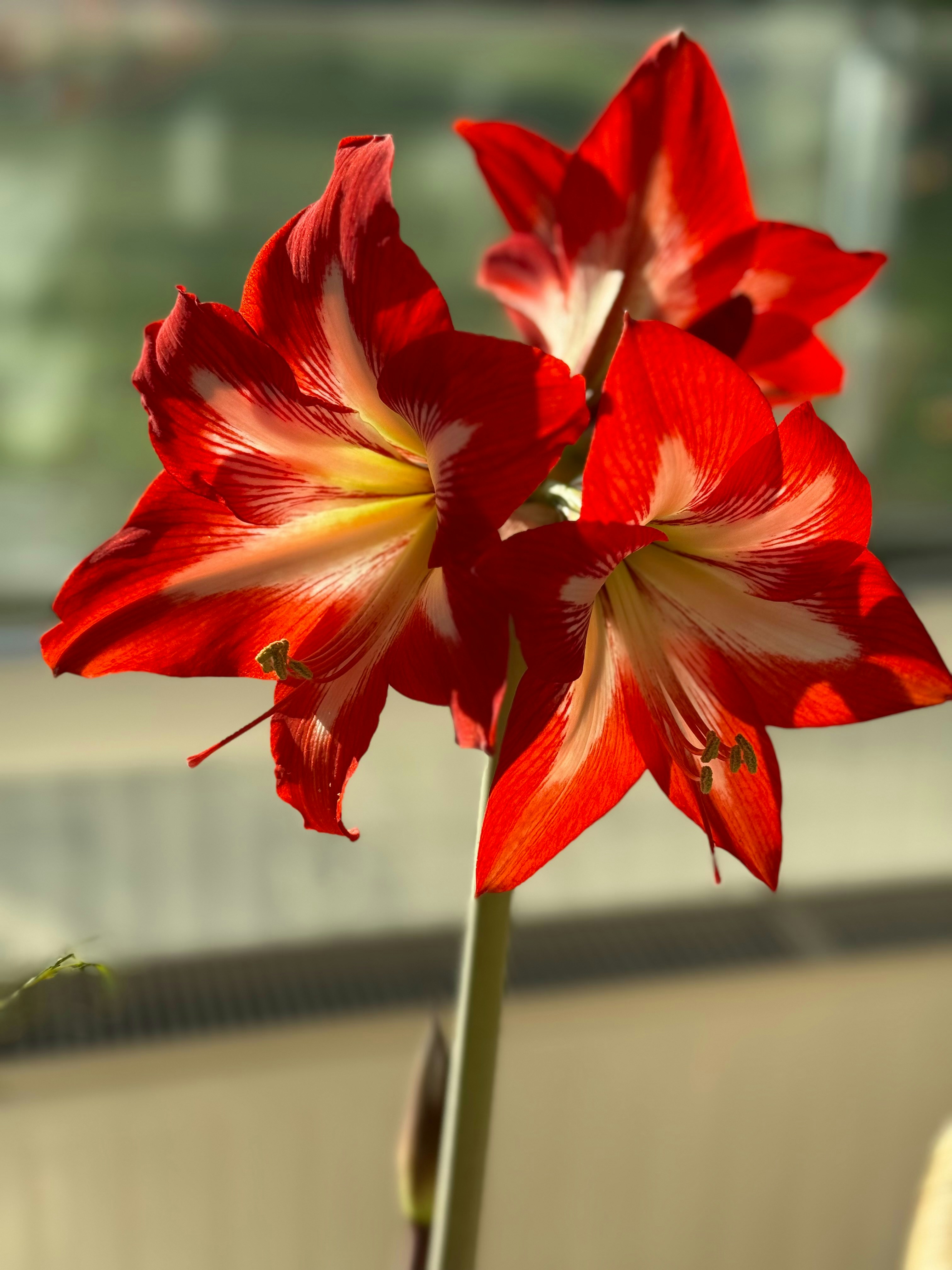 Crimson Amaryllis in Soft Backlight
