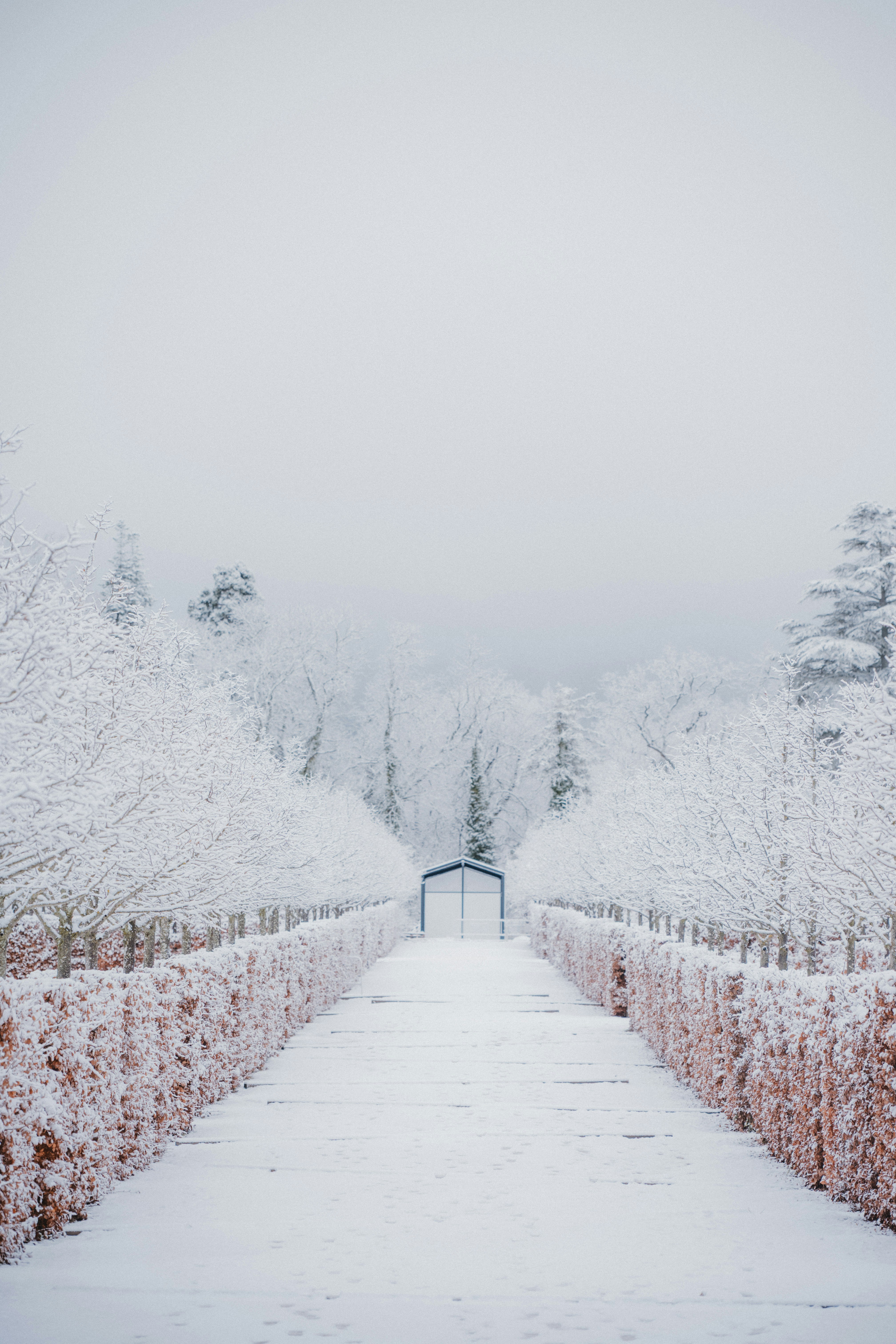 Snowbound Aisle to a Distant Shed