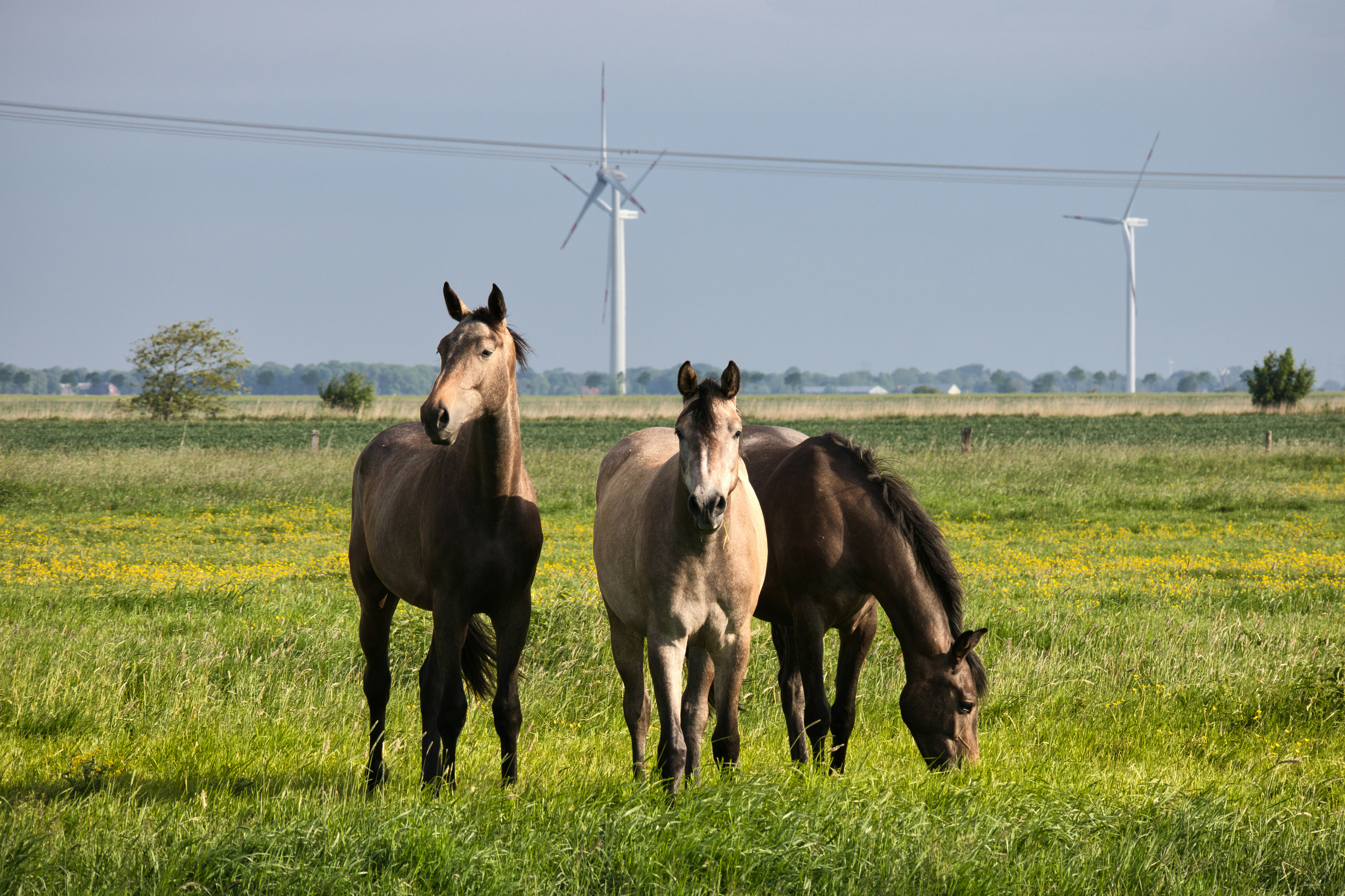 Pasture Quartet: Three Geldings and a Grazing Foreground