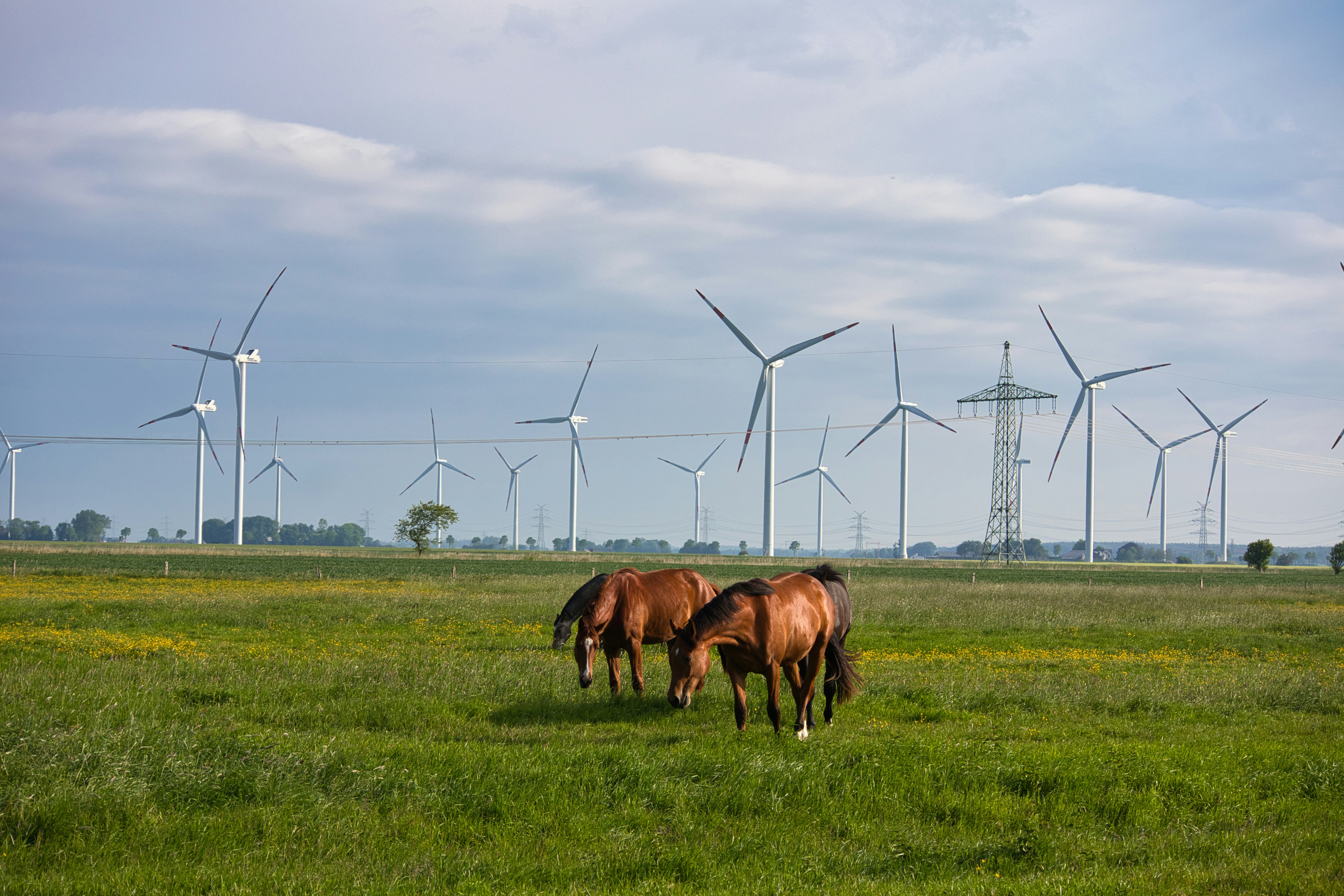 Pasture Duo Under Wind Giants