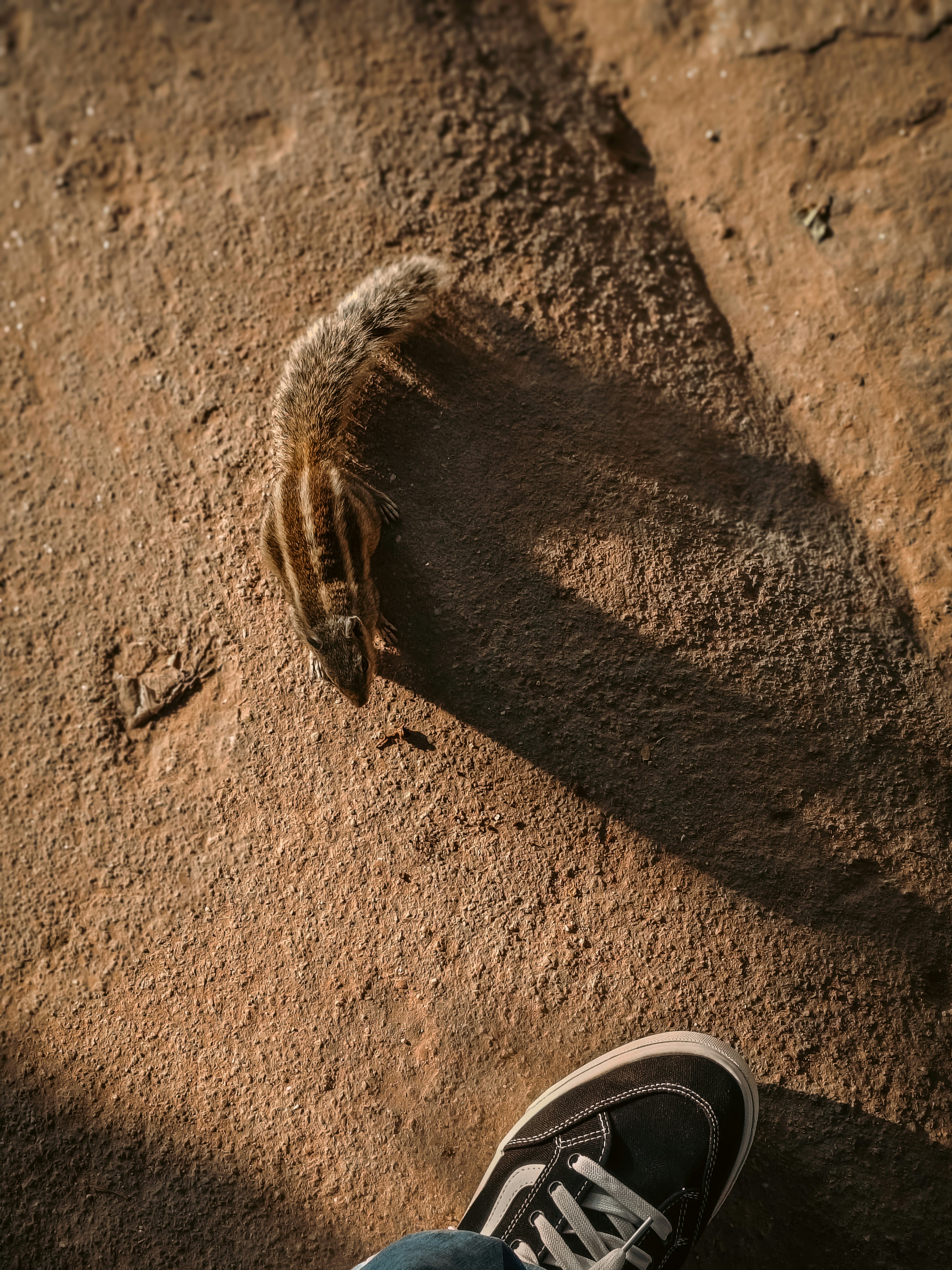 Sole Crossing: A Footstep on Sunlit Desert Dust