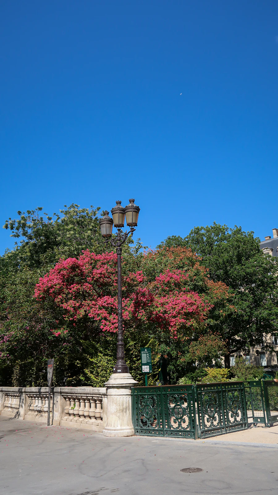 Crimson flowering trees frame a classic streetlamp beside a decorative railing, with a clear blue sky overhead and a hint of urban architecture in the background.