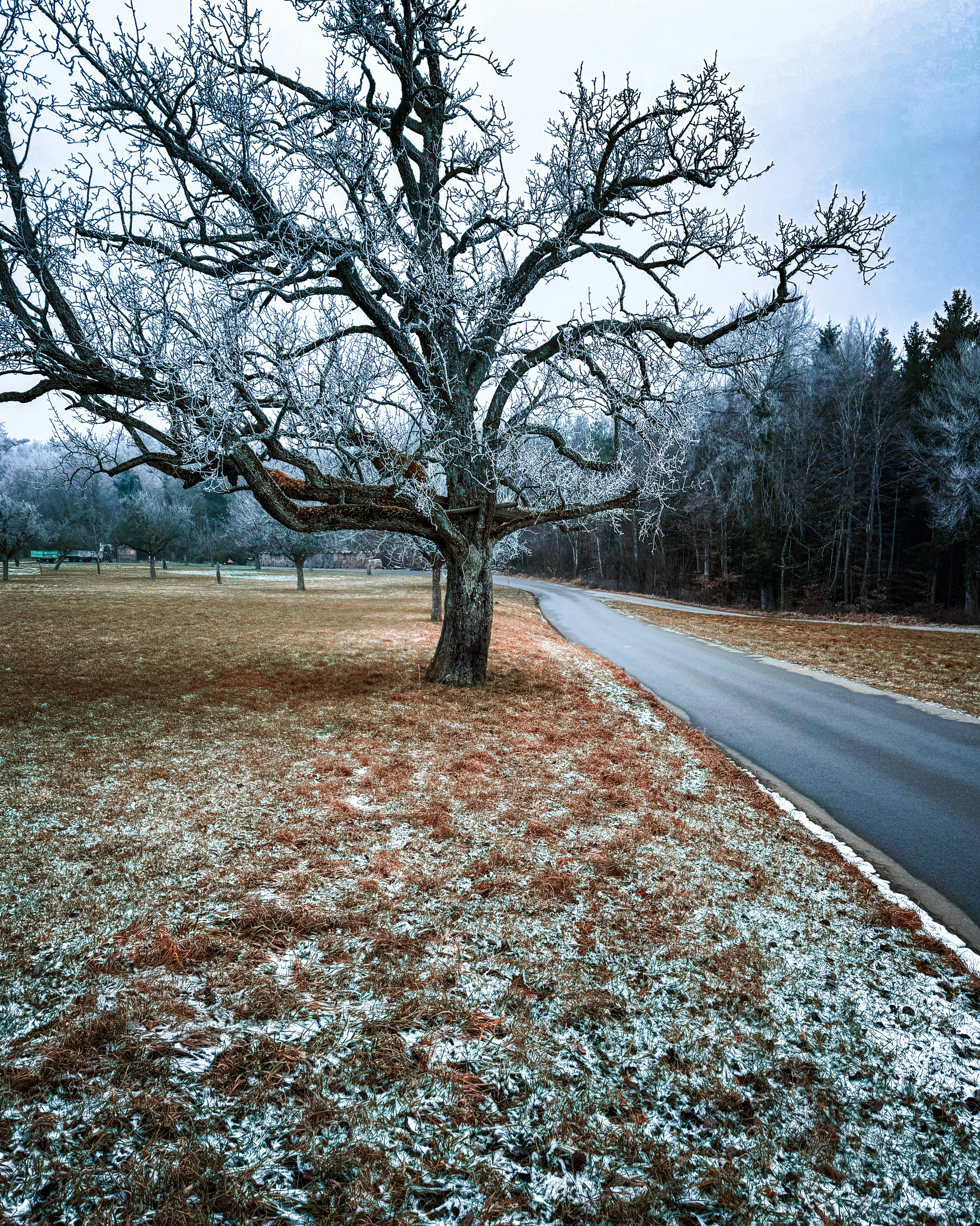 Winter Sentinel: A Lone Tree Stands Guard by the Icy Road