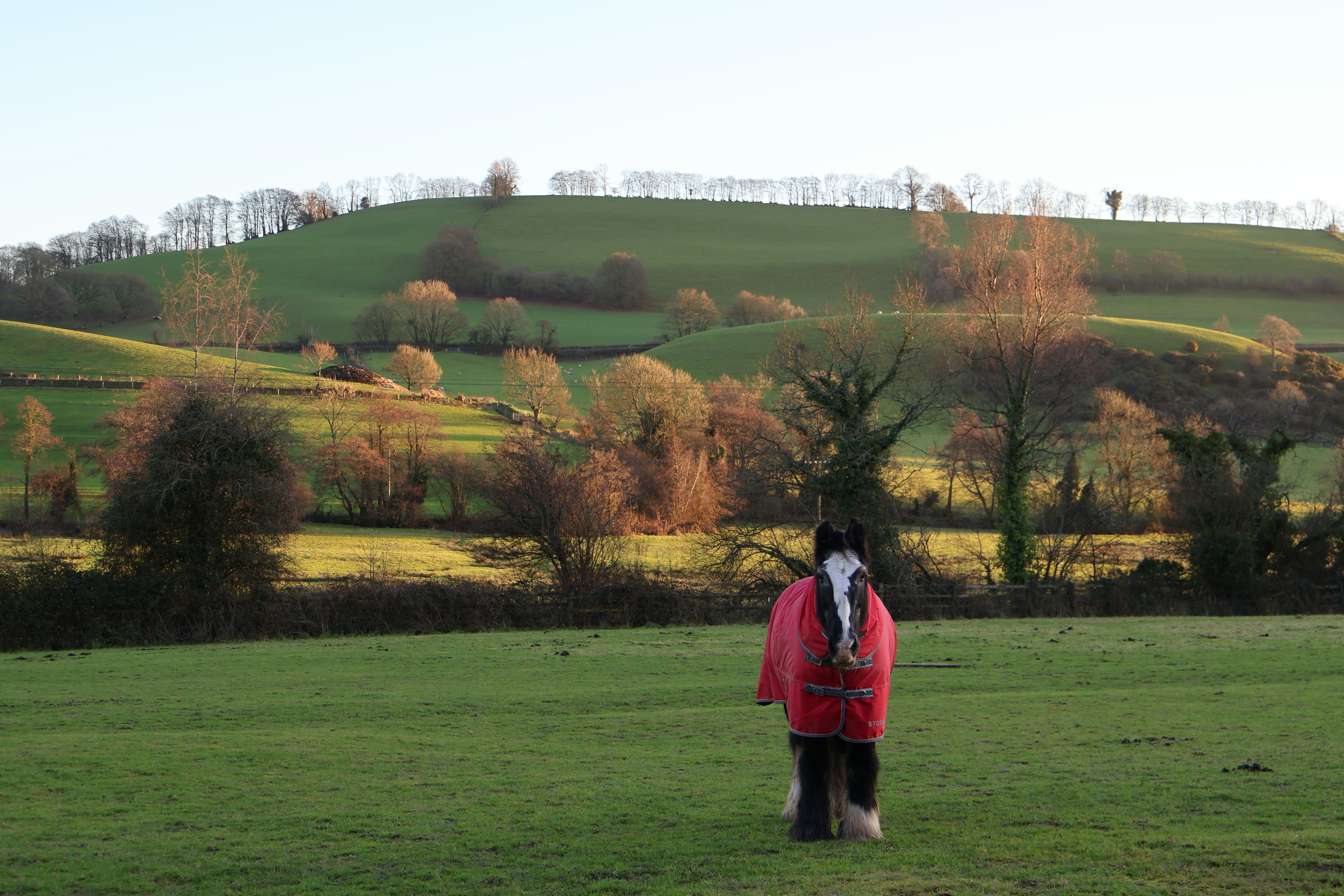 Red-Cloaked Pony in a Gentle Green Valley