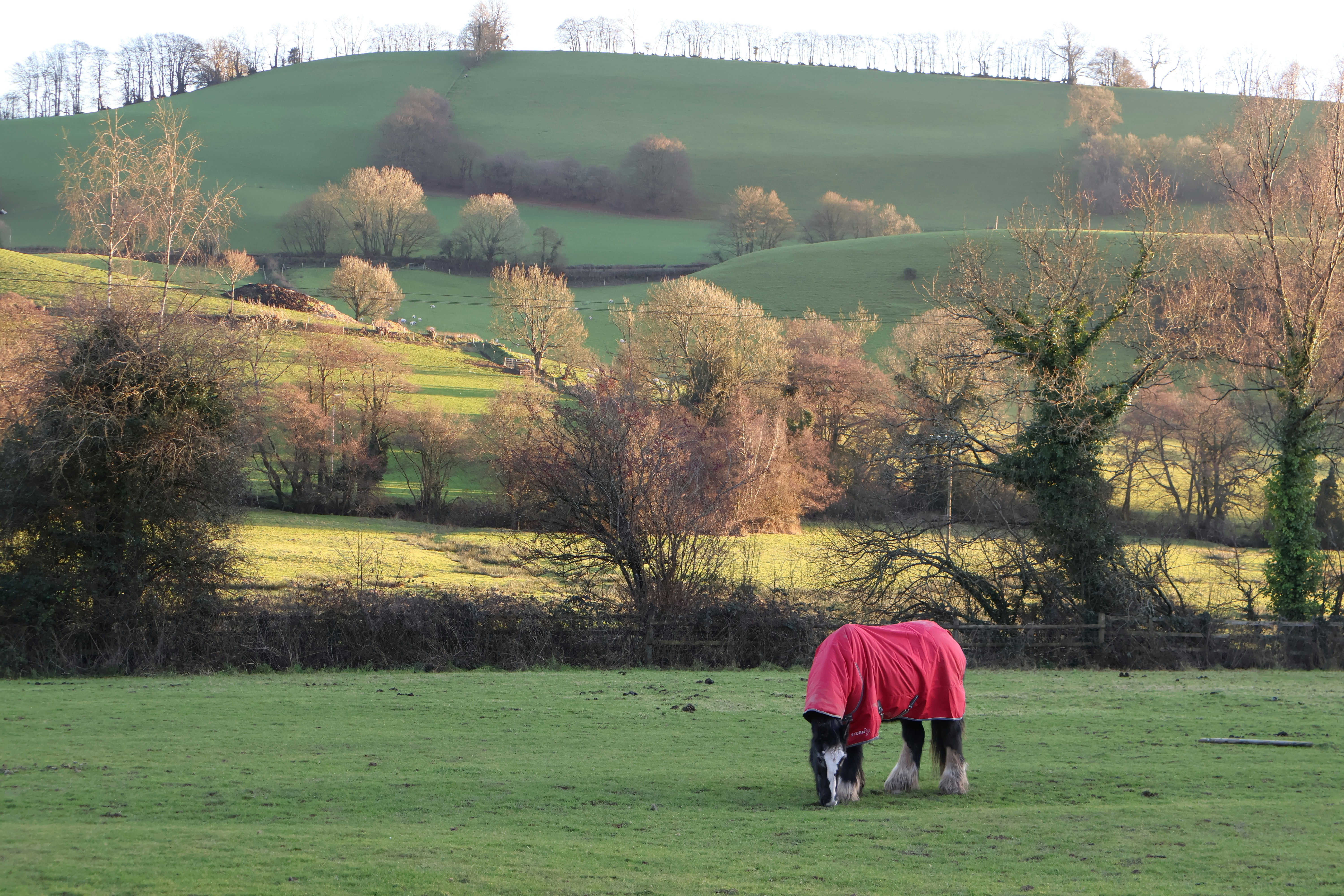 Pasture Pony in a Mist-Free Green Valley