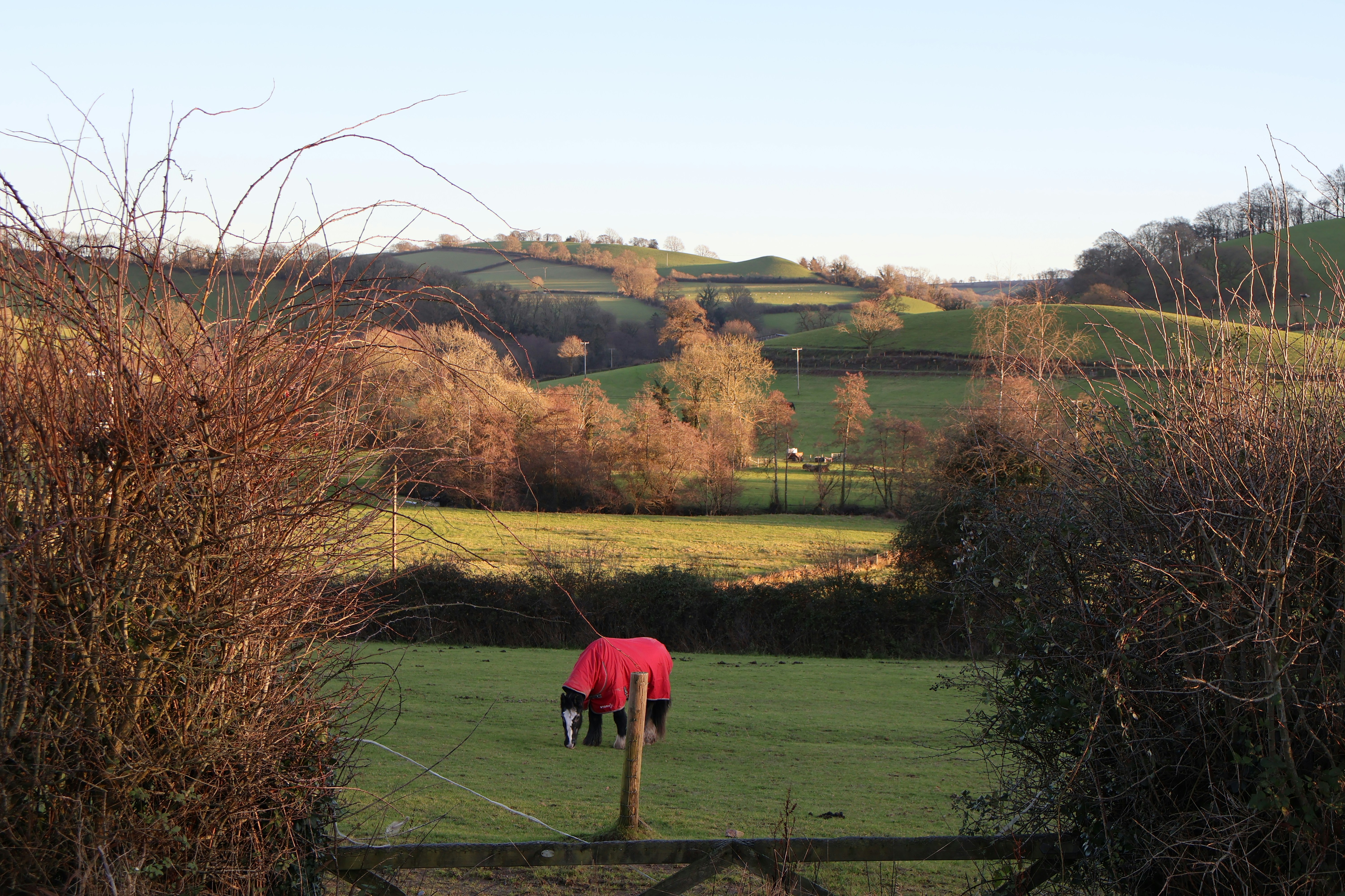 Red-Blanketed Ruminant in a Rolling English Meadow