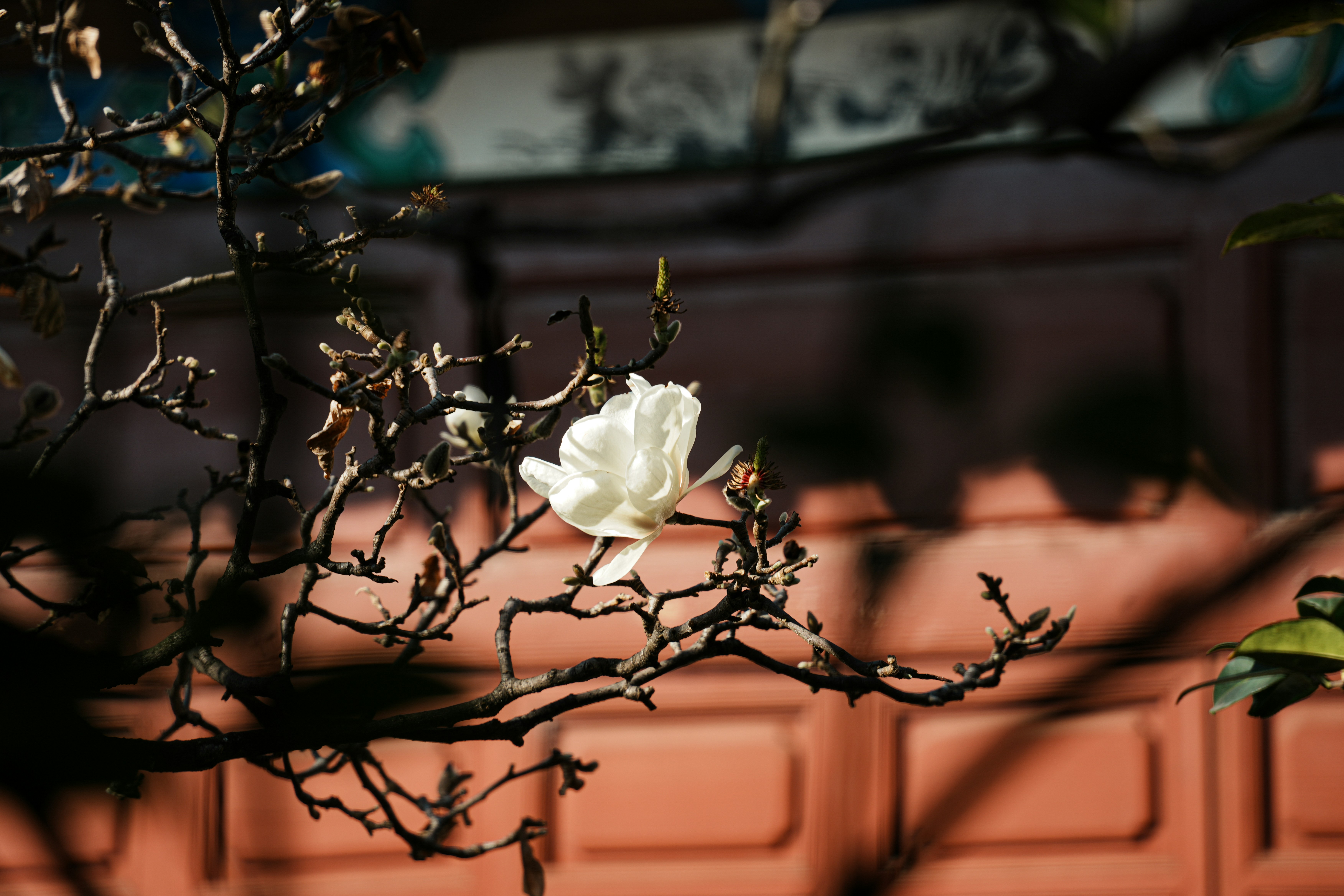 White bloom framed against an amber door: a quiet moment of contrast