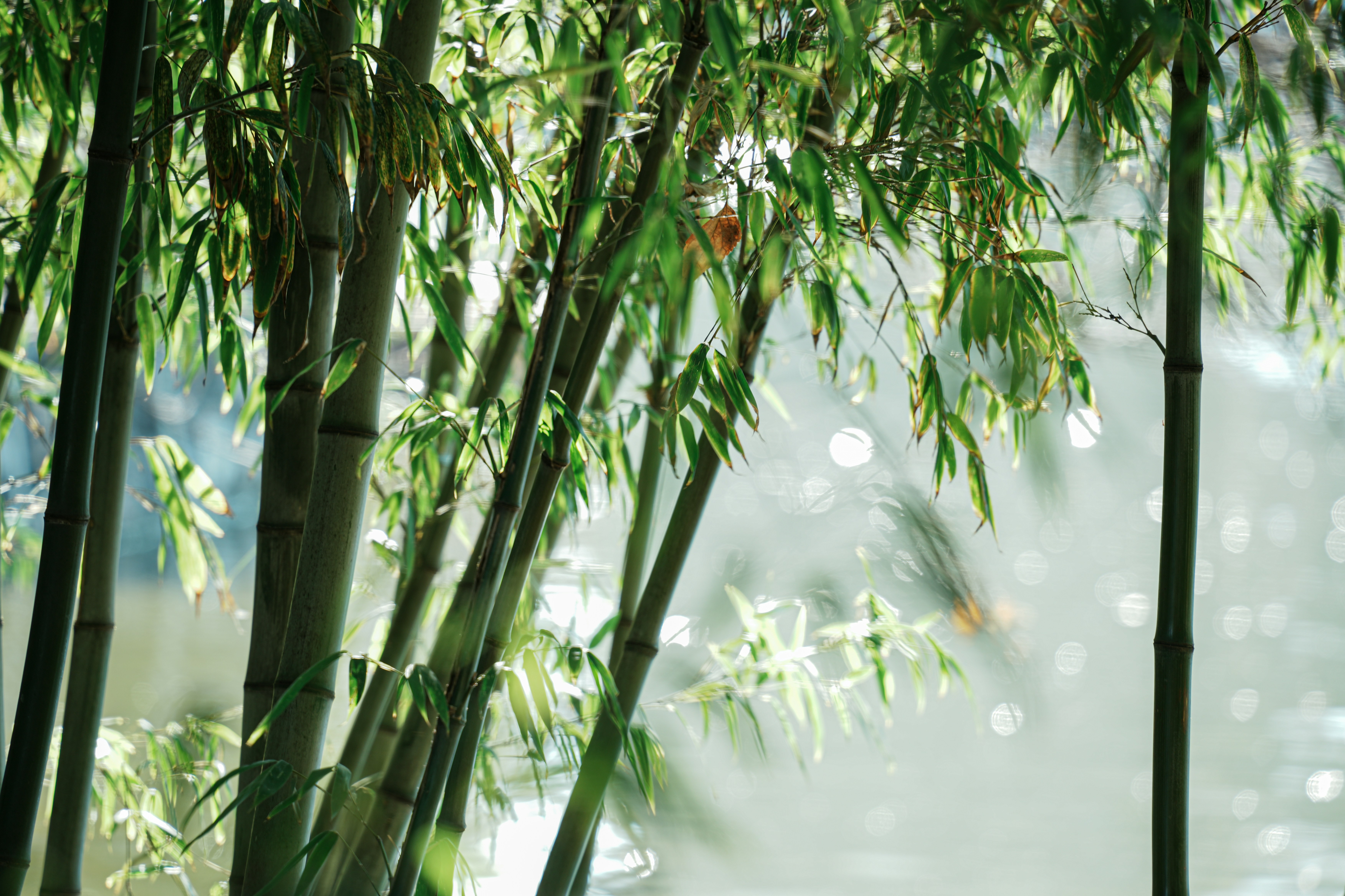 Whispers of Bamboo by a Sunlit Pond
