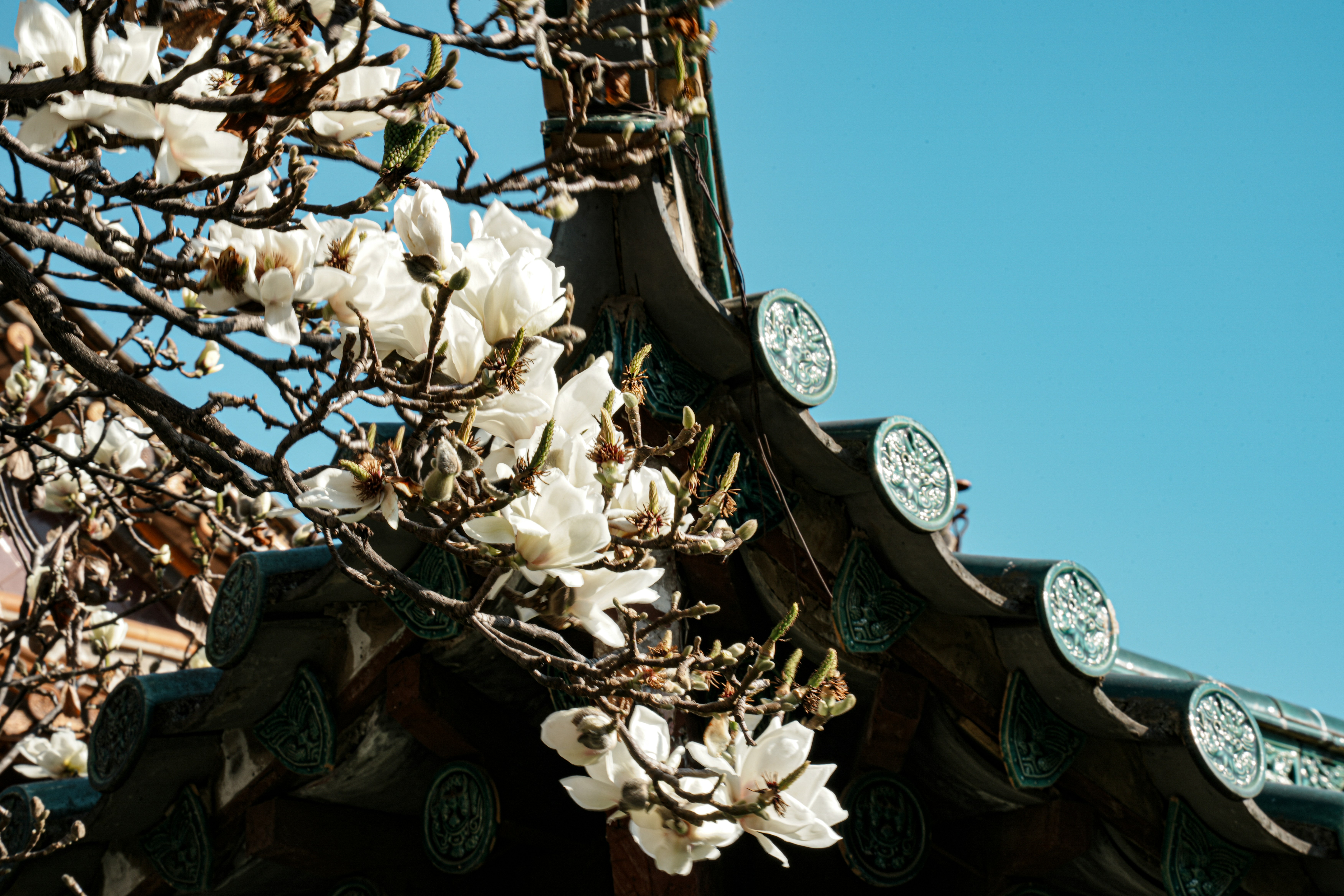Blossoms on the Roof: Quiet Moment Beneath Ceramic Ornaments