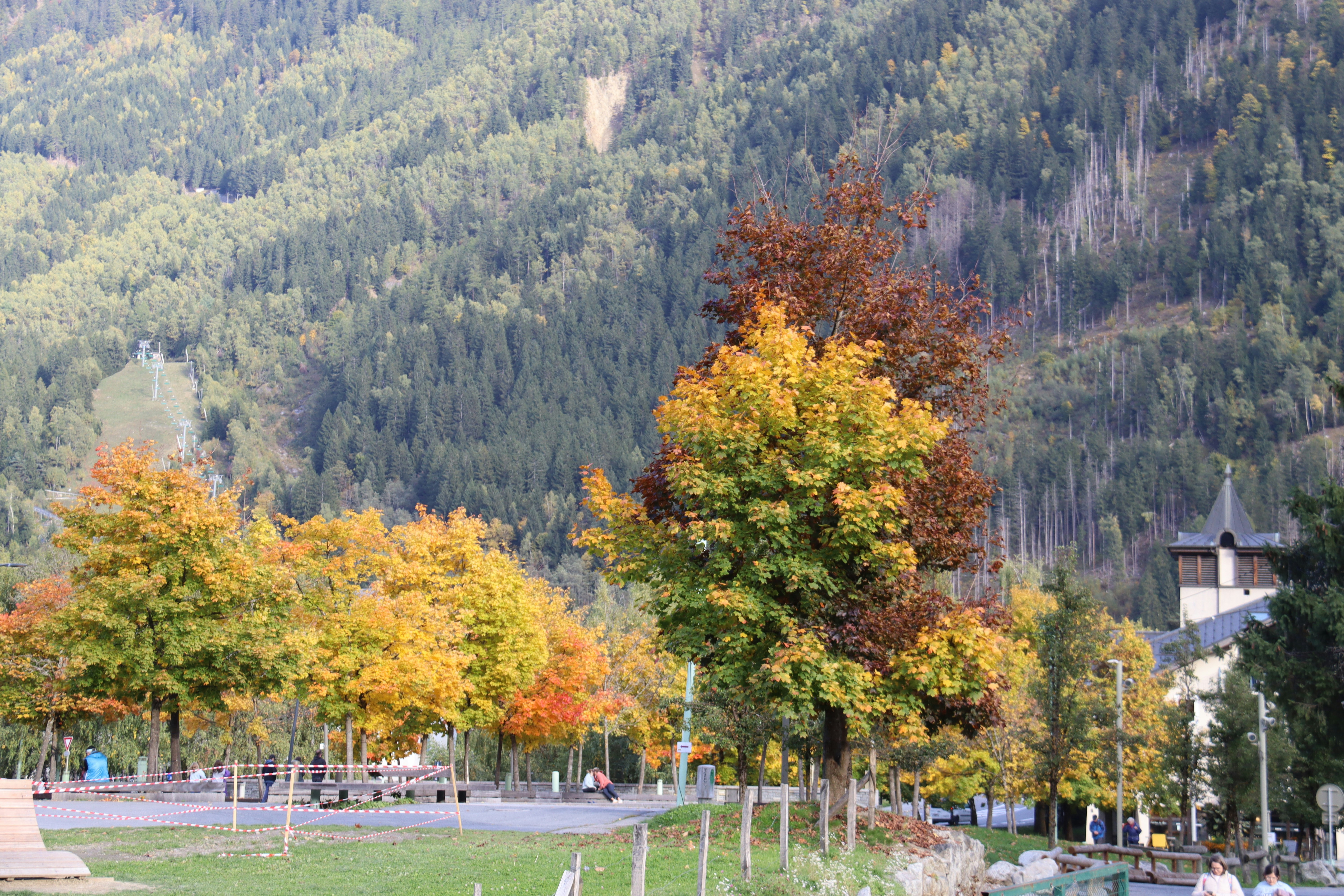 Autumn Grove Along a Quiet Park Path