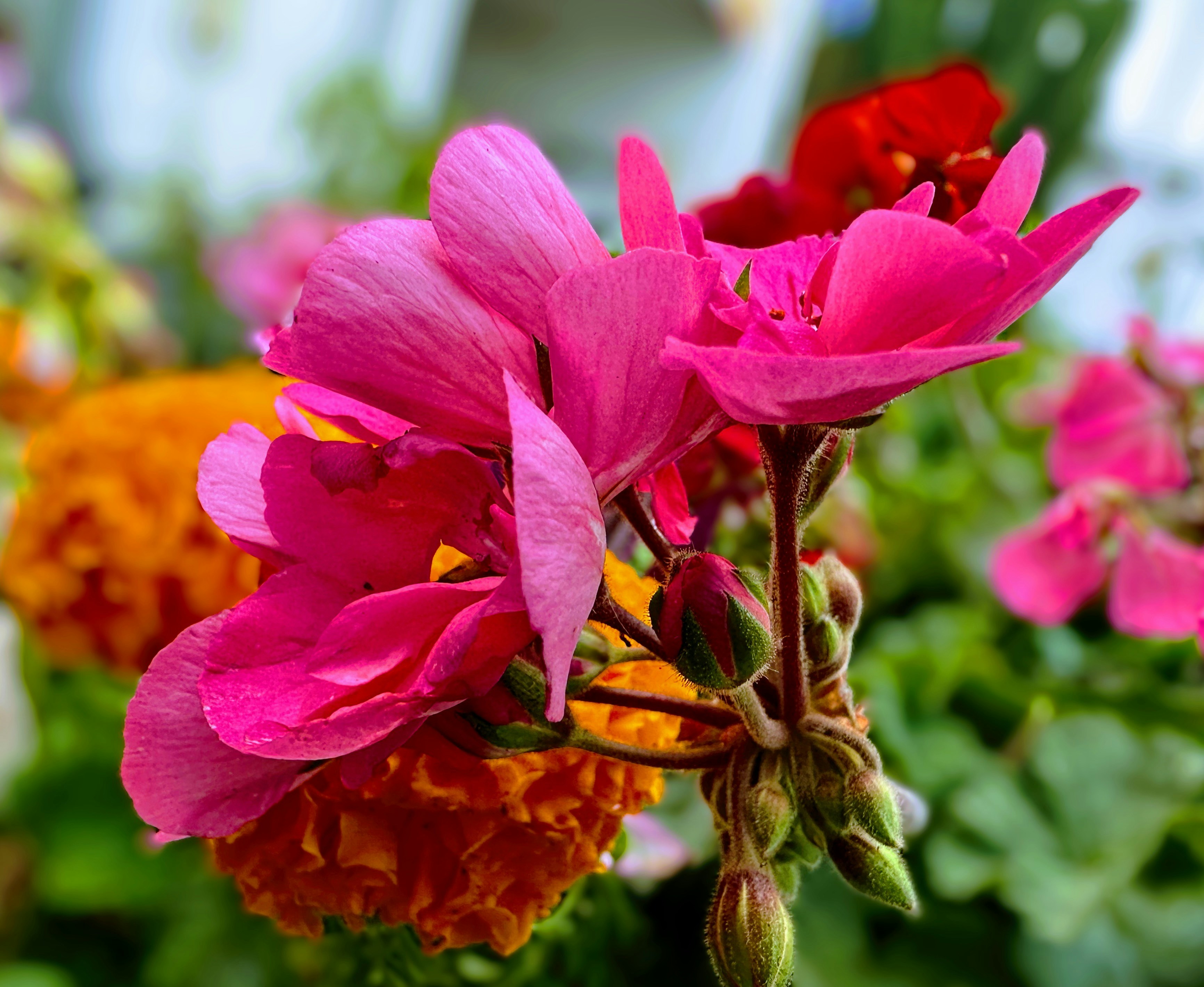 Crimson Petals in Focus: A Close-Up of Vibrant Geraniums