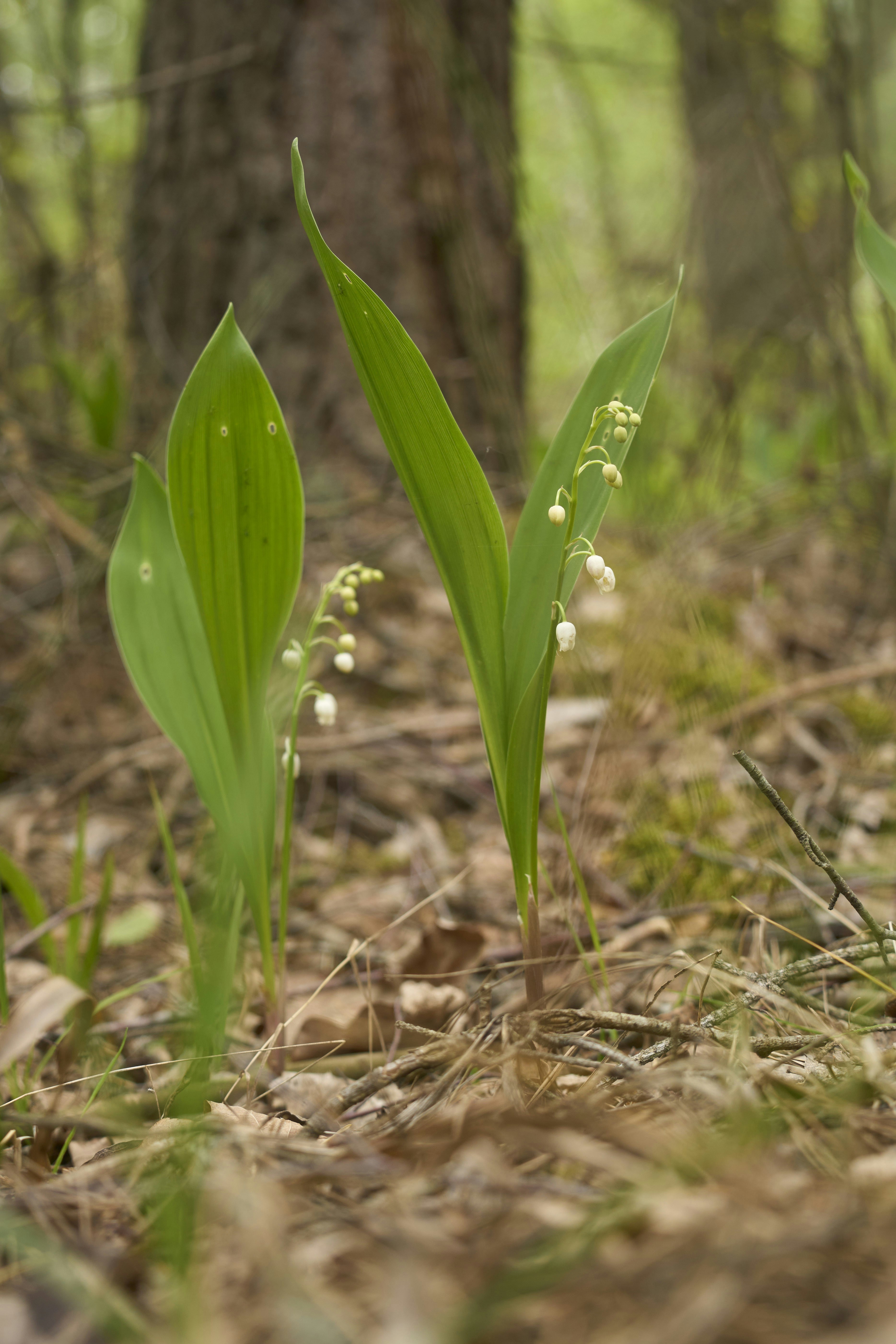 Emerald Lily Stalks in Soft Forest Light