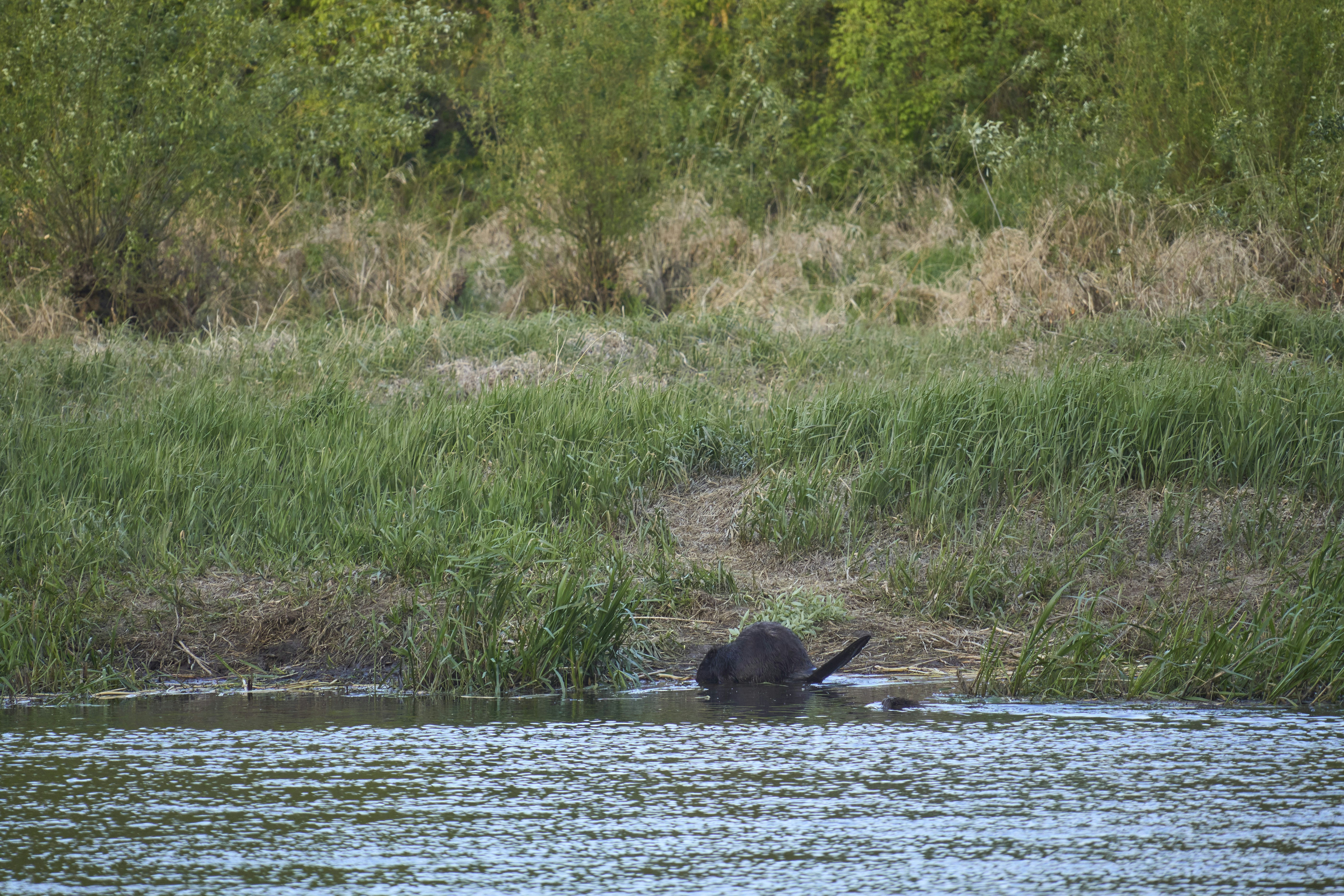 Photo by Wolfgang Hasselmann with Sony Alpha 7 IV