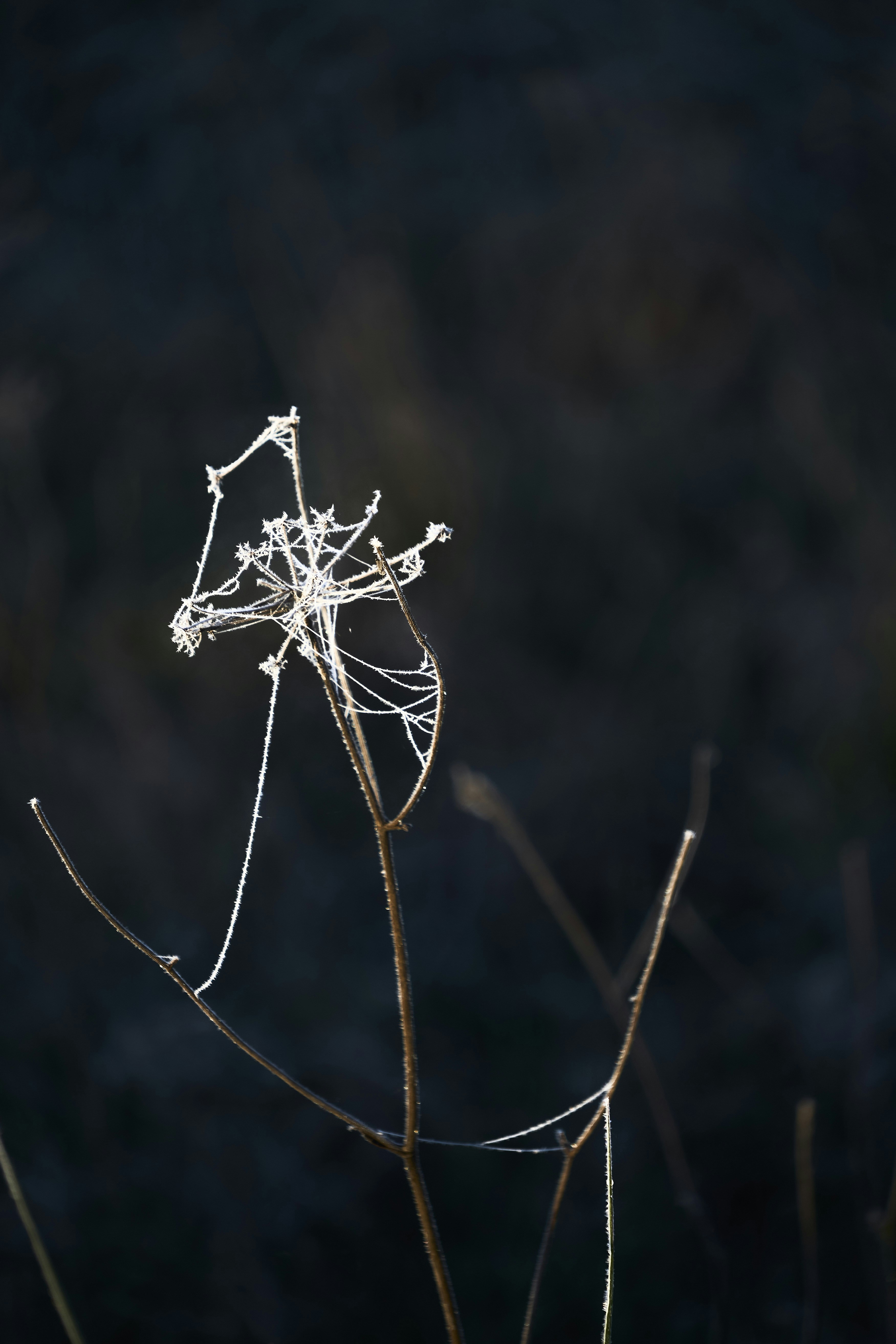 Frosted Silk: A withered umbel glistens against a velvet dusk