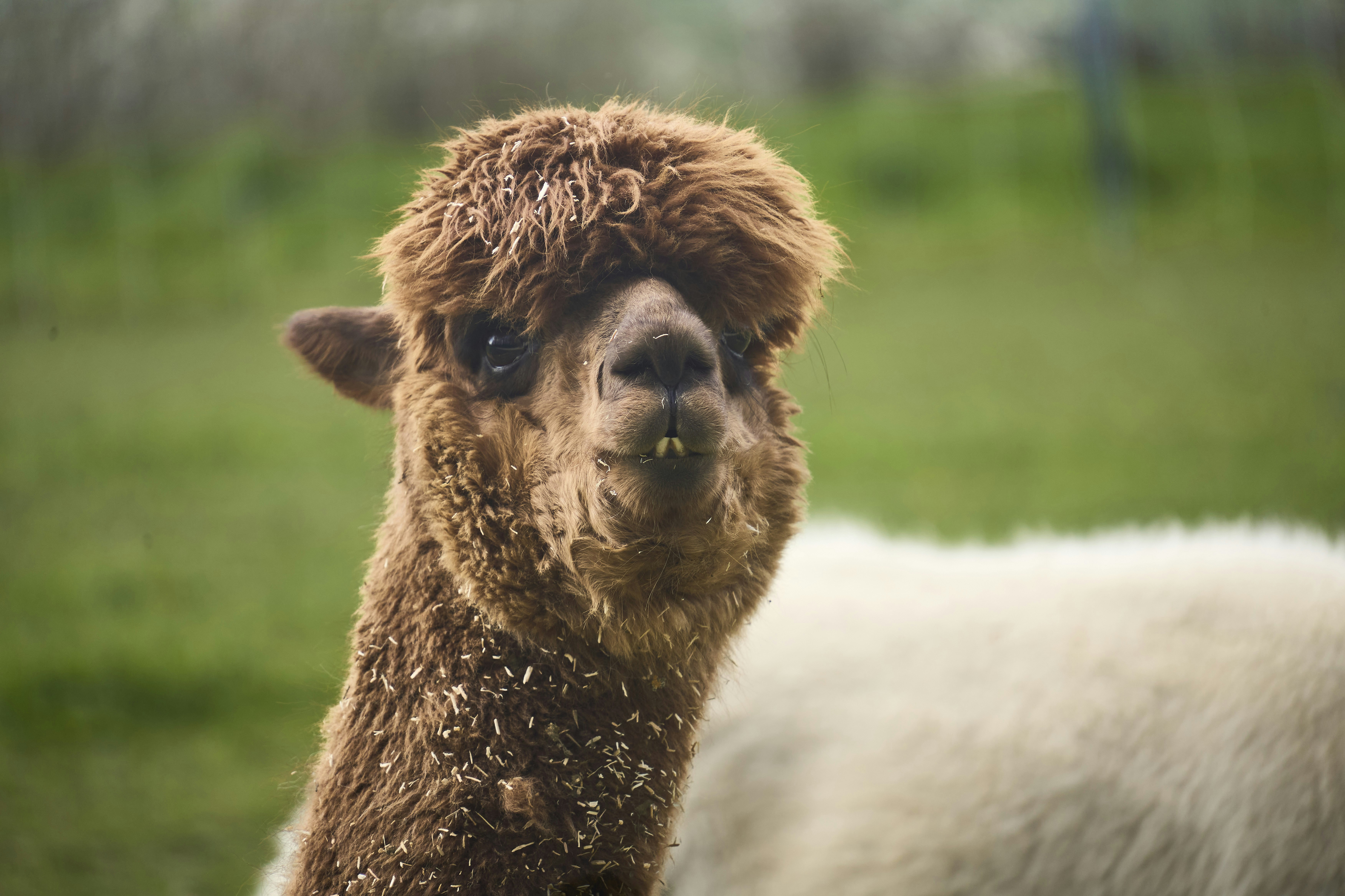 Alpaca Portrait: Curiosity in a Pasture