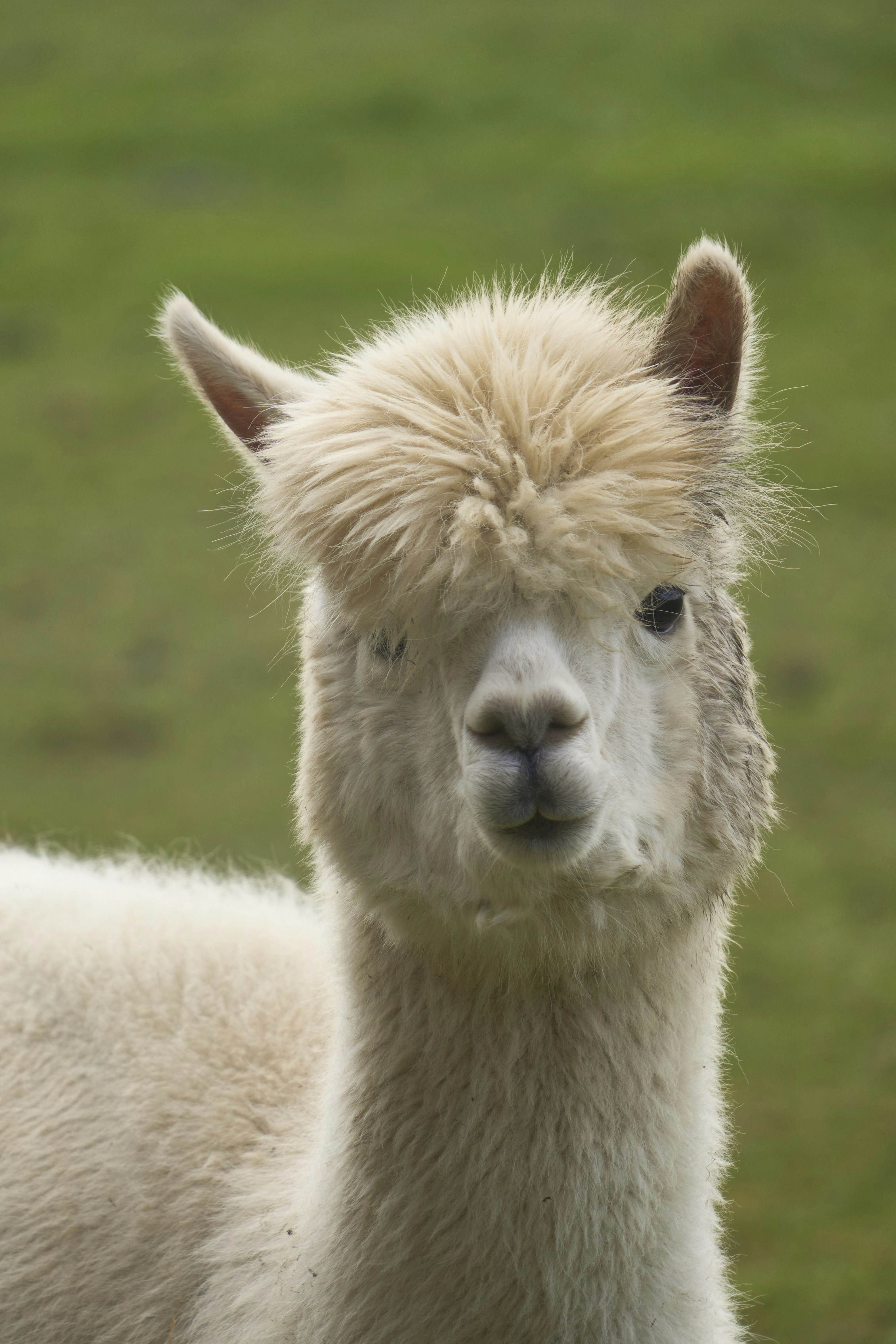 Creamy Alpaca Portrait with Fluffy Crest in Focus
