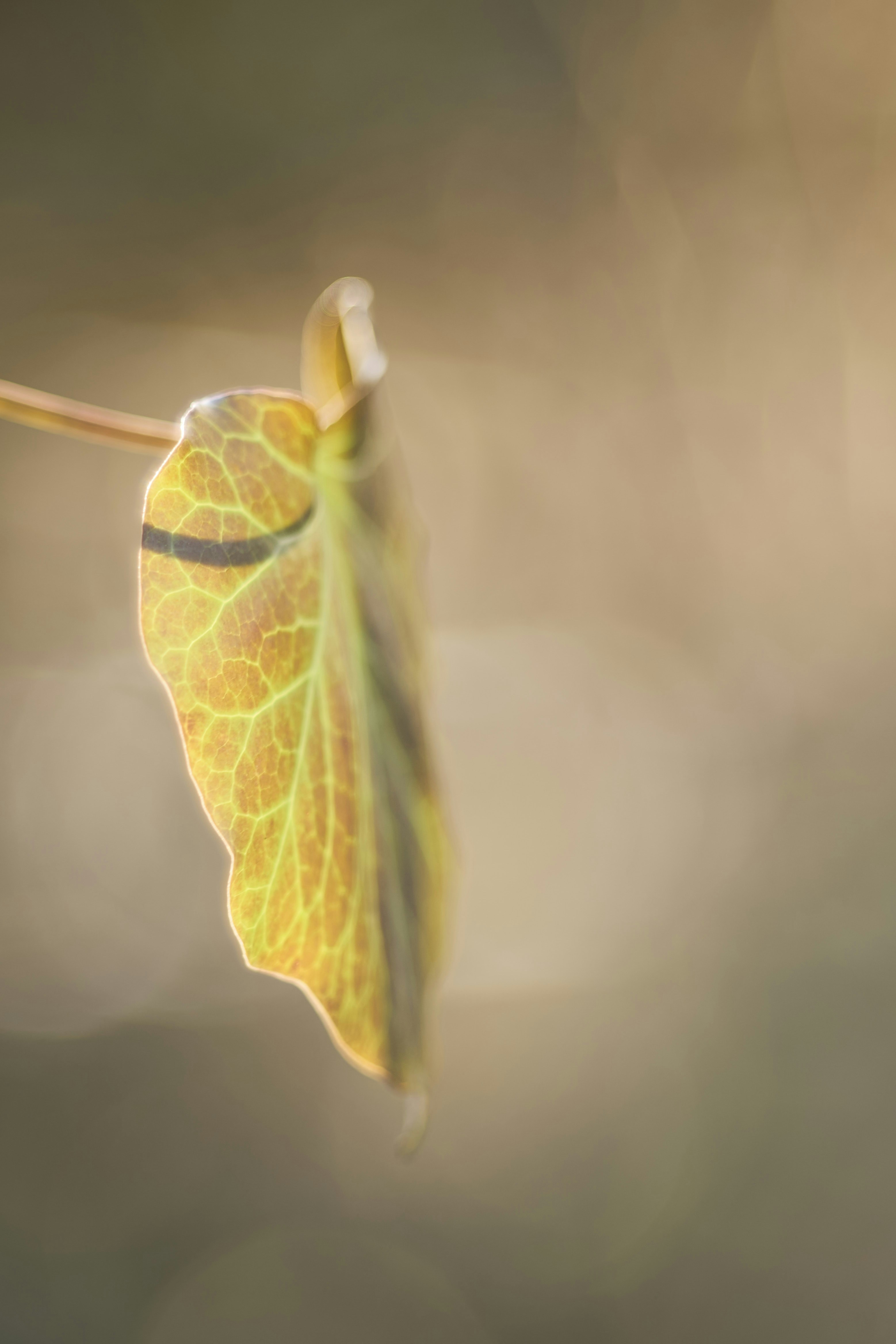 Golden Vein: a single autumn leaf in soft focus on a sunlit stem
