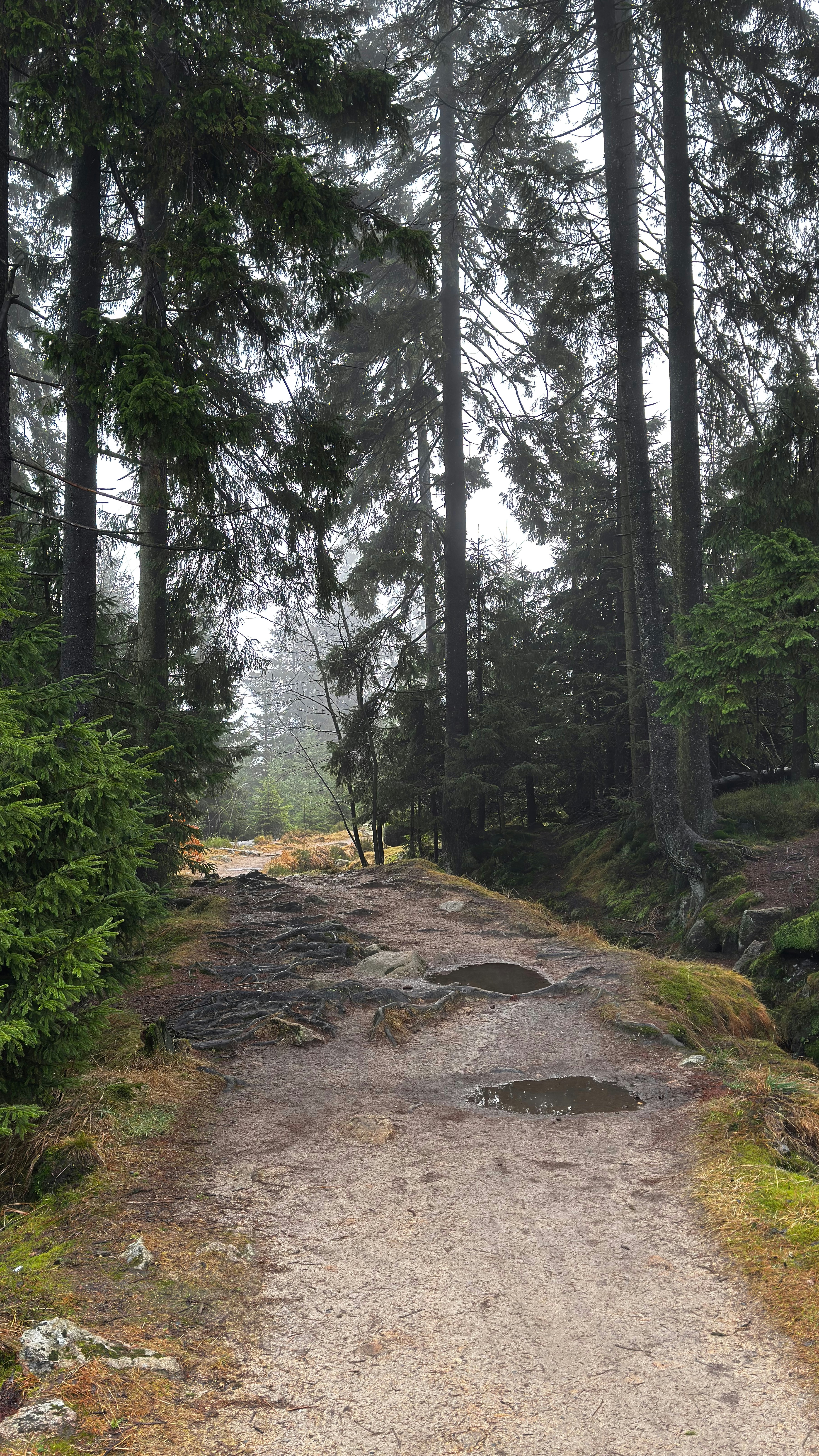 Forest Path Through Misty Pines