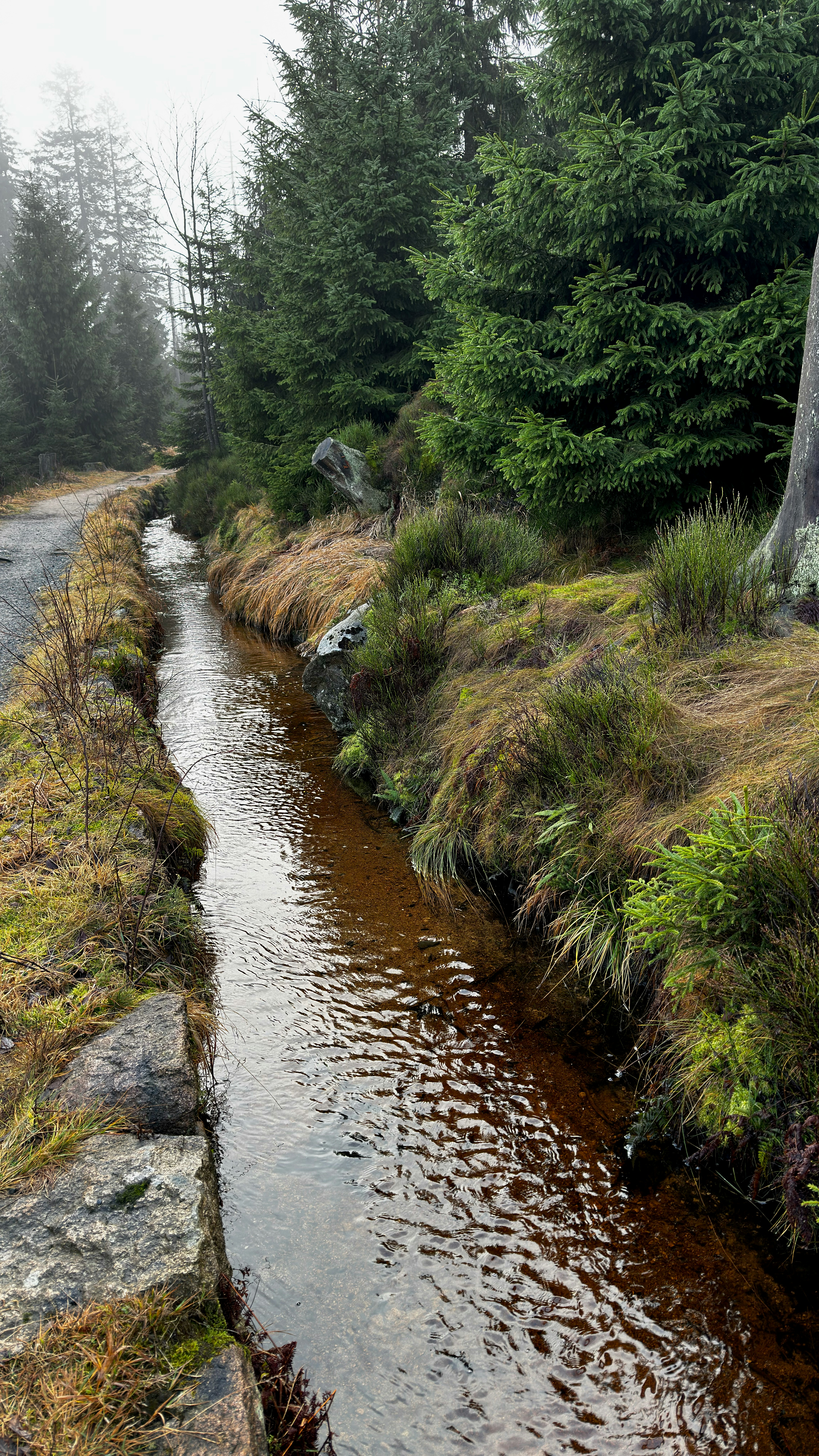 Carved Creek through a Misty Evergreen Corridor